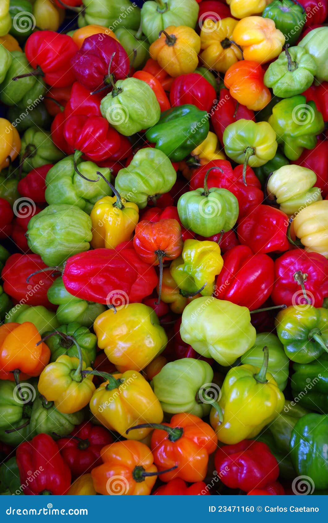 Colorful Chili Pepper stock photo. Image of diet, cook - 23471160