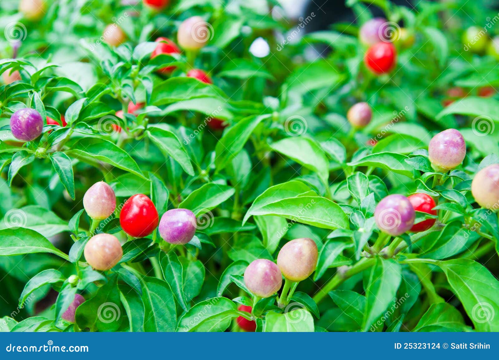 Colorful Chili on the Plant Stock Photo - Image of nature, spicy: 25323124