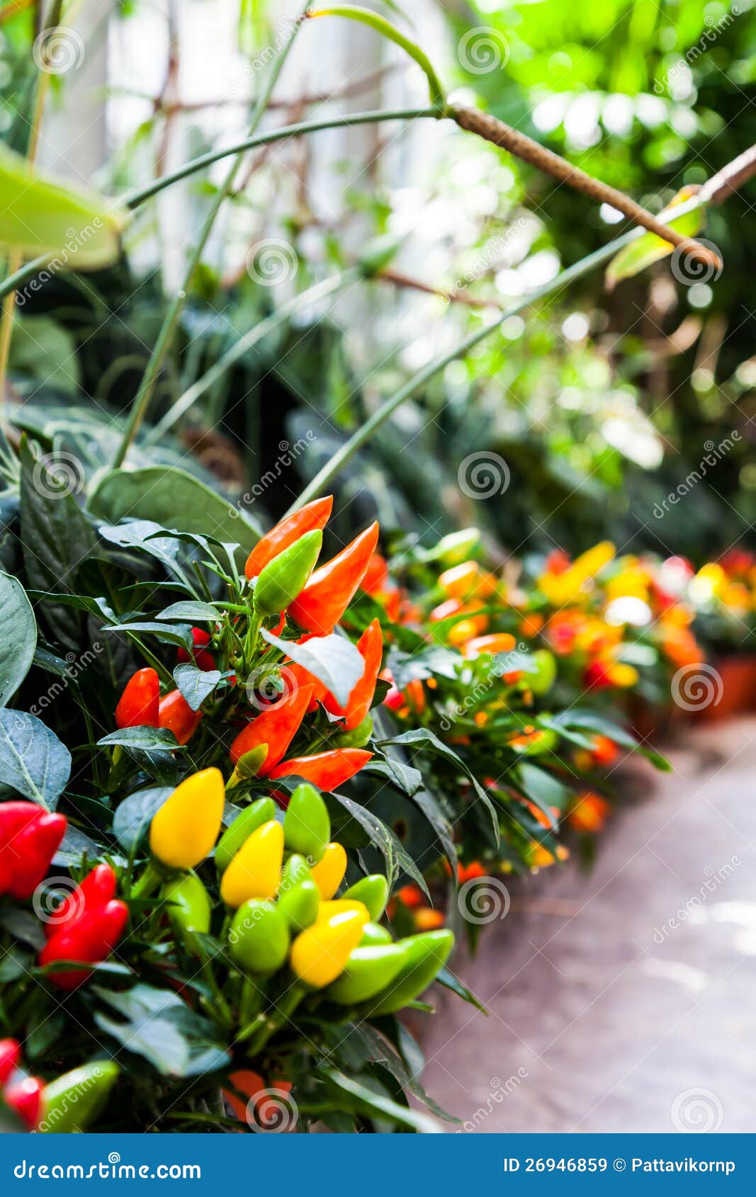 Colorful chilli stock image. Image of chili, leaves, garnish - 26946859