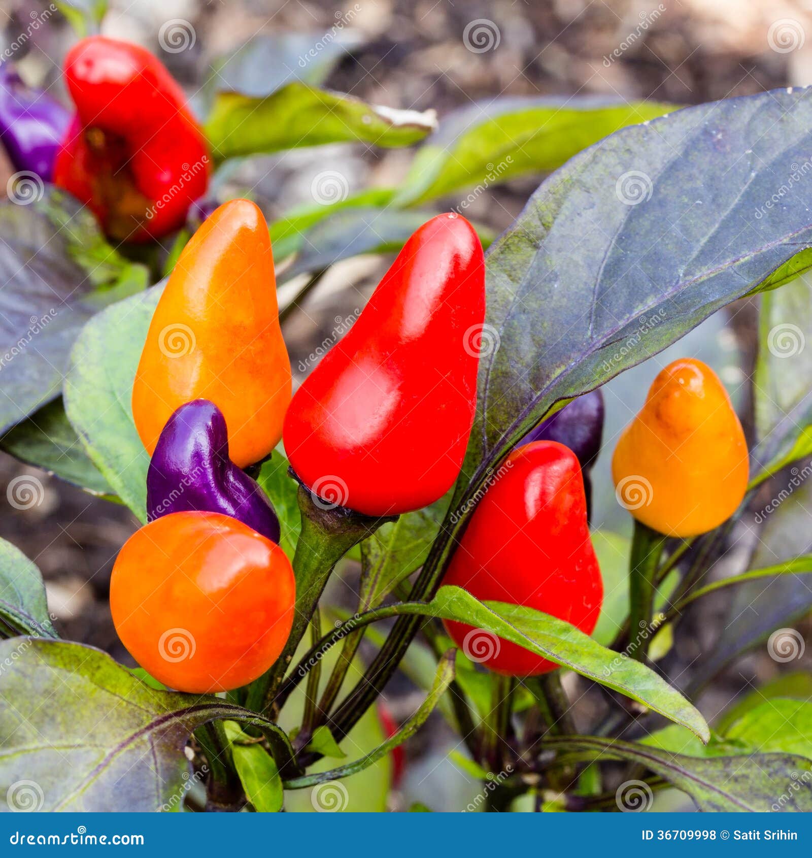 Colorful chilli stock photo. Image of tasty, nature, leaf - 36709998