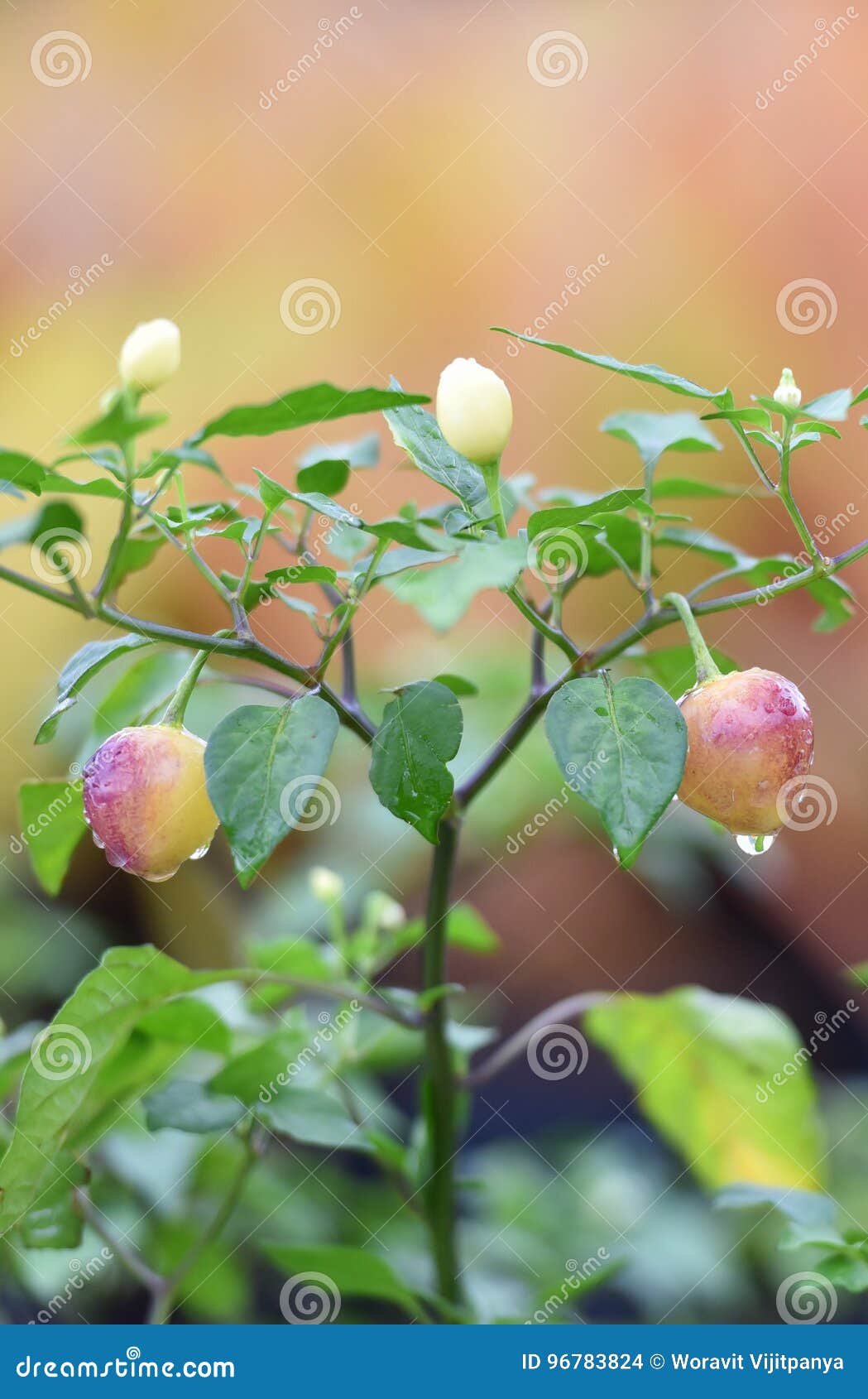 Colorful chilli stock photo. Image of ingredient, vegetable - 96783824