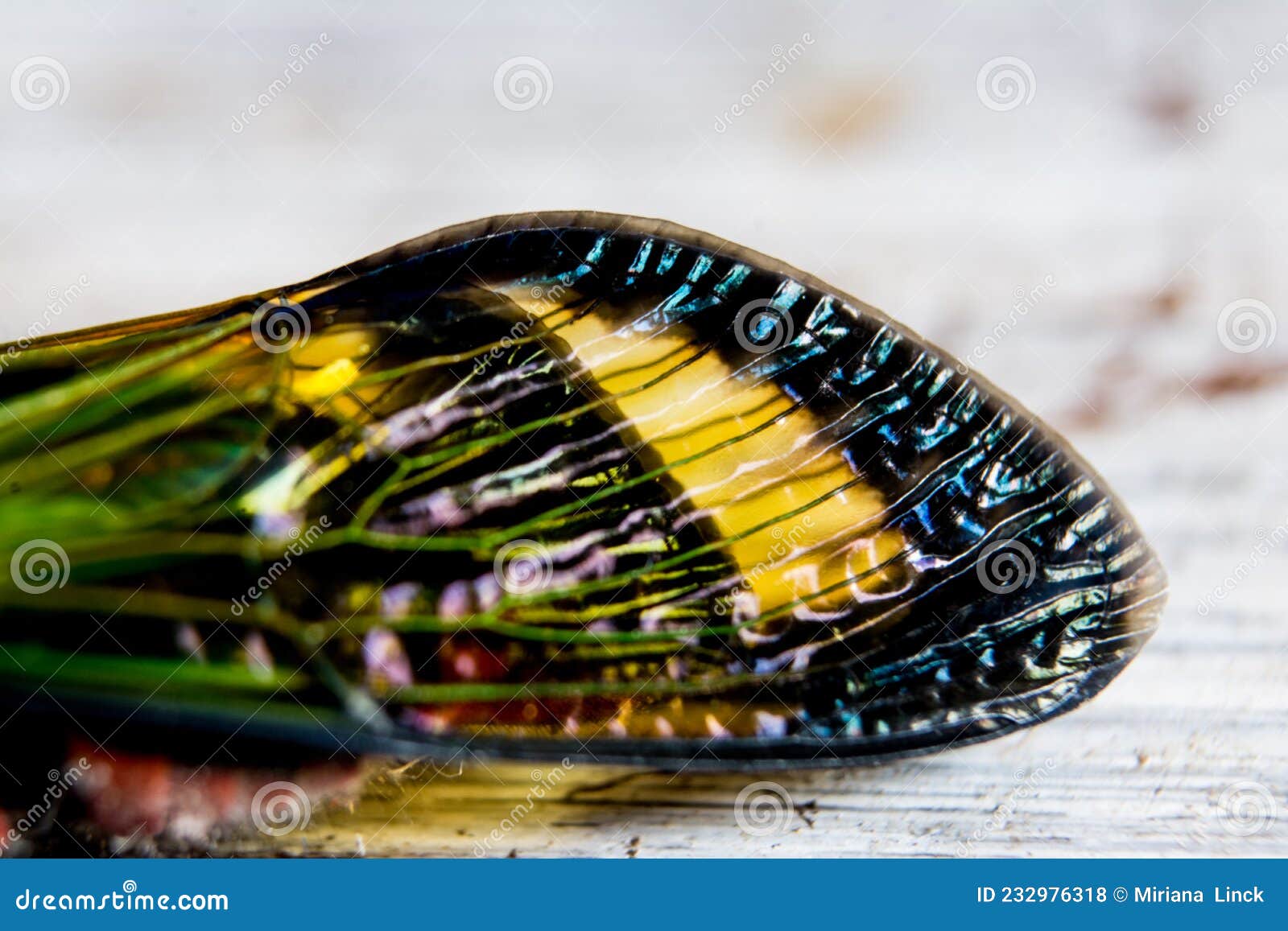 Colorful cicada wing stock photo. Image of color, closeup - 232976318