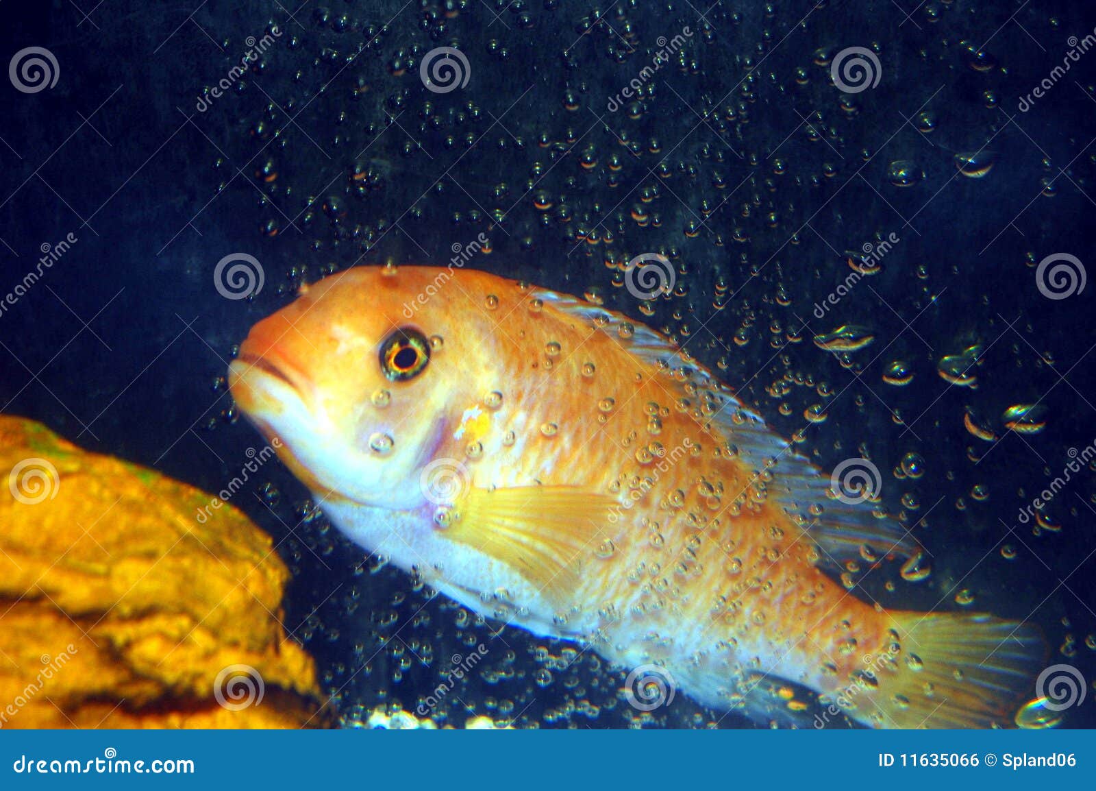 Colorful Cichlid stock photo. Image of cichlids, african - 11635066