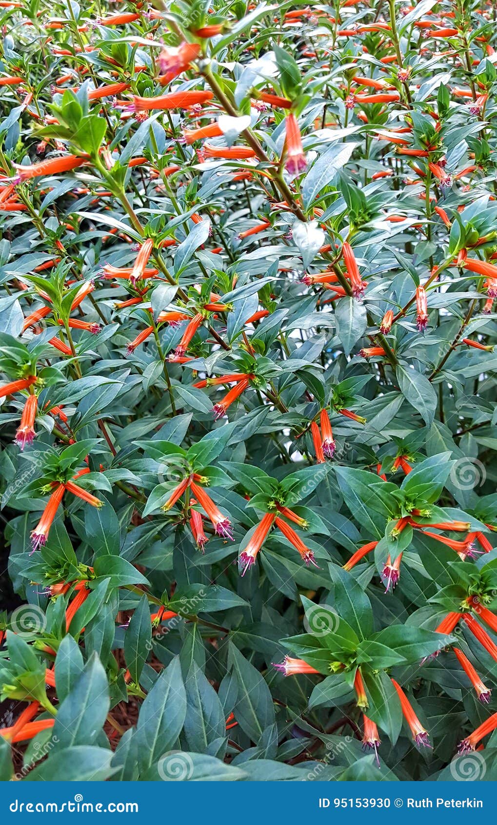 Colorful Cigar Plant stock photo. Image of bright, nature - 95153930