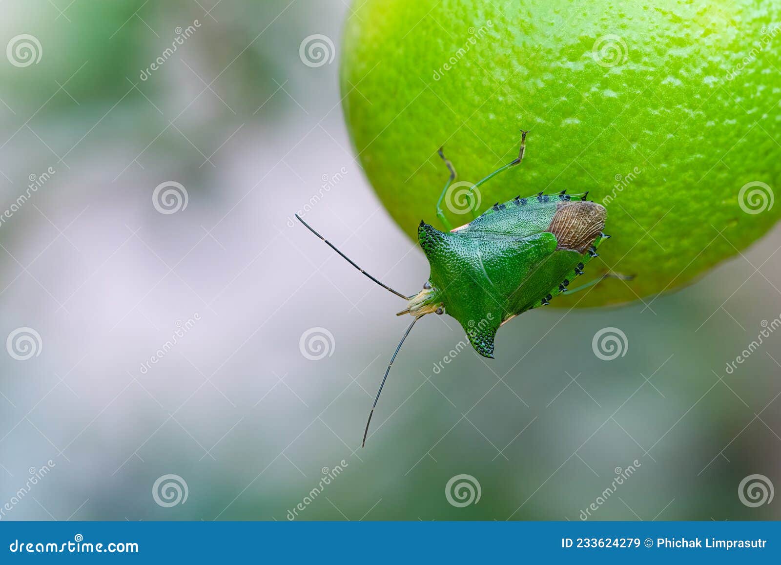 Citrus Stink Bug Perching on a Lime Fruit Stock Image - Image of lime ...