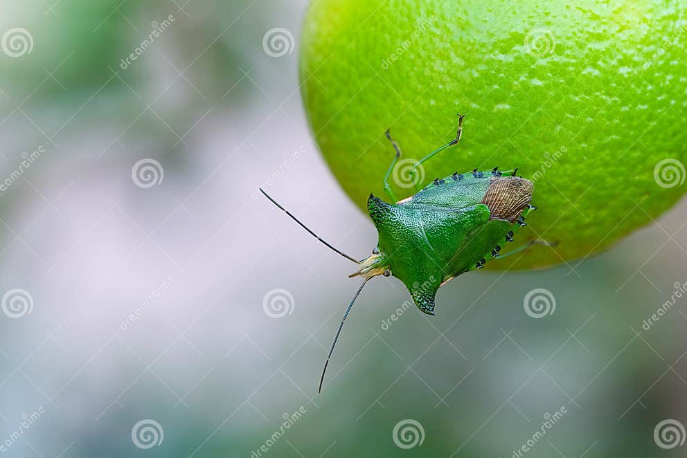 Citrus Stink Bug Perching on a Lime Fruit Stock Image - Image of lime ...