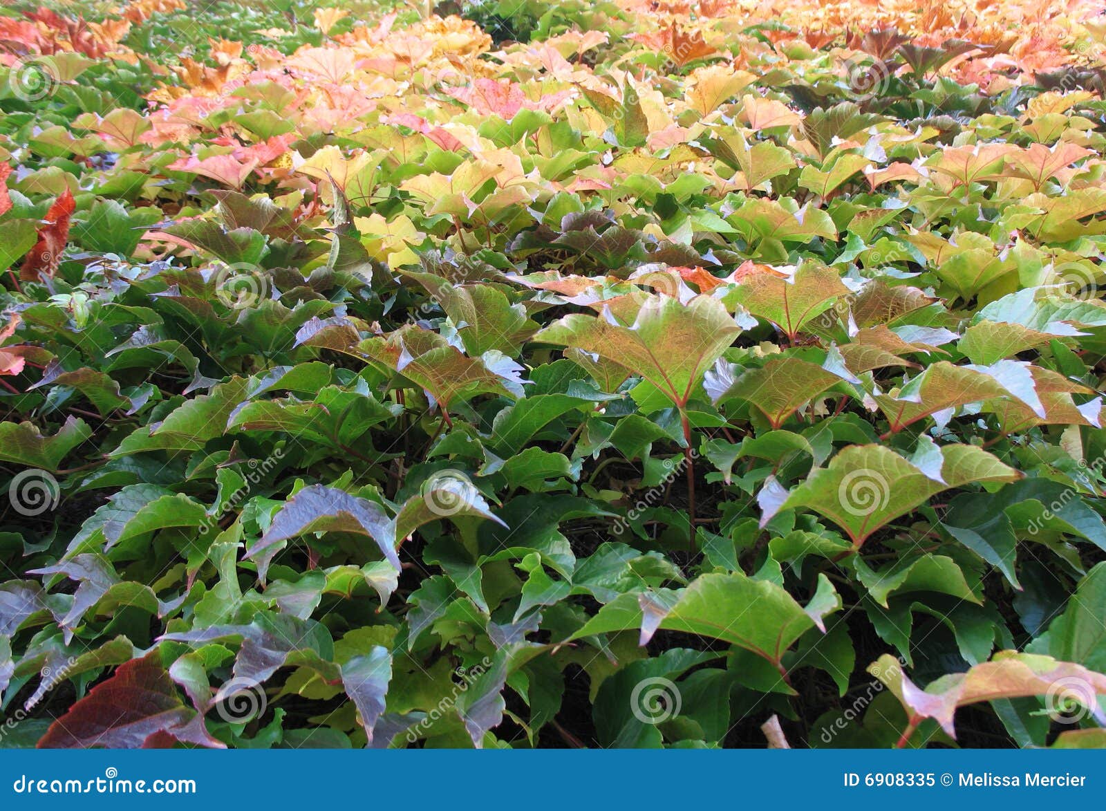 Colorful climbing vine stock image. Image of colour, season - 6908335