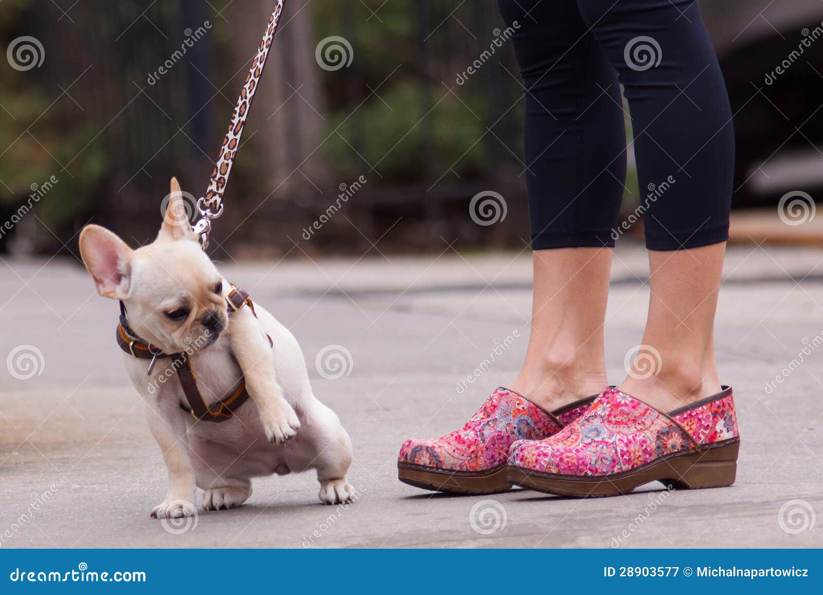 Colorful Clogs and Surprised Dog. Stock Image - Image of footpath ...