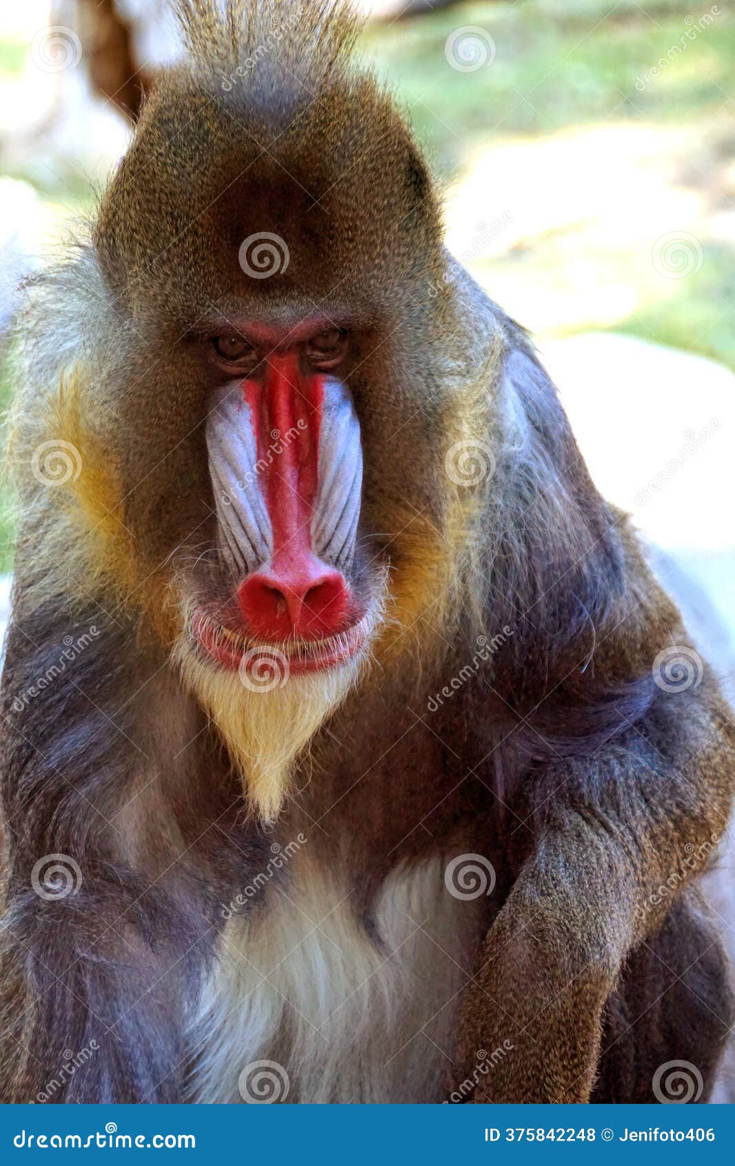 Mandrill Monkey Stock Photography | CartoonDealer.com #12016460