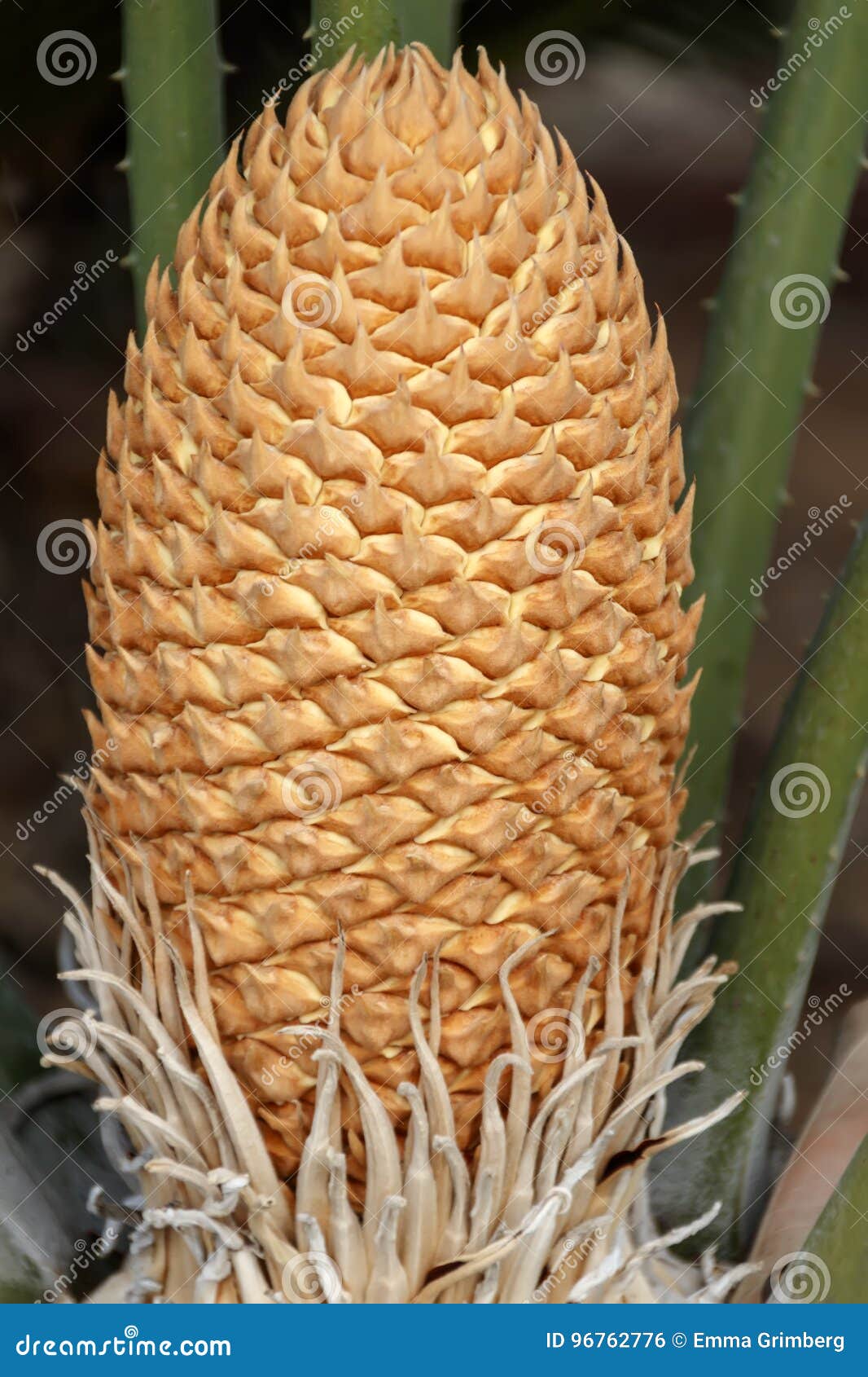 Colorful Closeup of a Cycad Fruit Stock Photo - Image of season, small ...