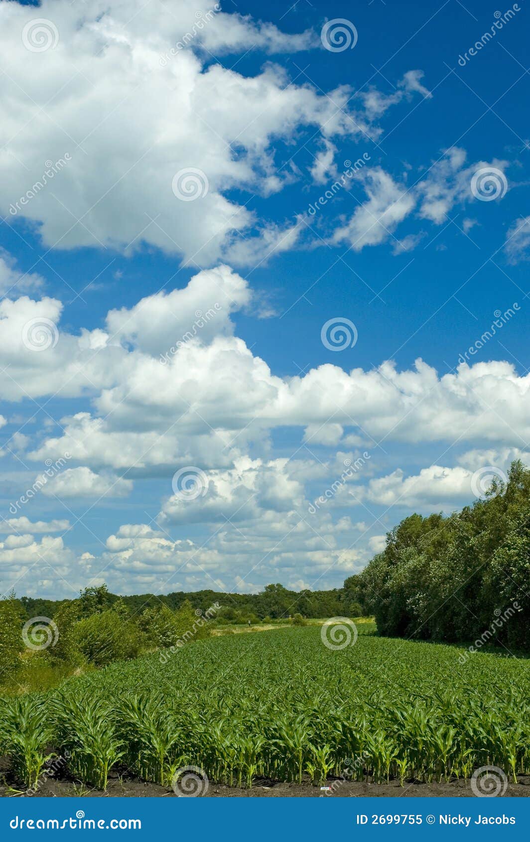 Colorful Cloudscape Corn Field Stock Image - Image of forest, plants ...