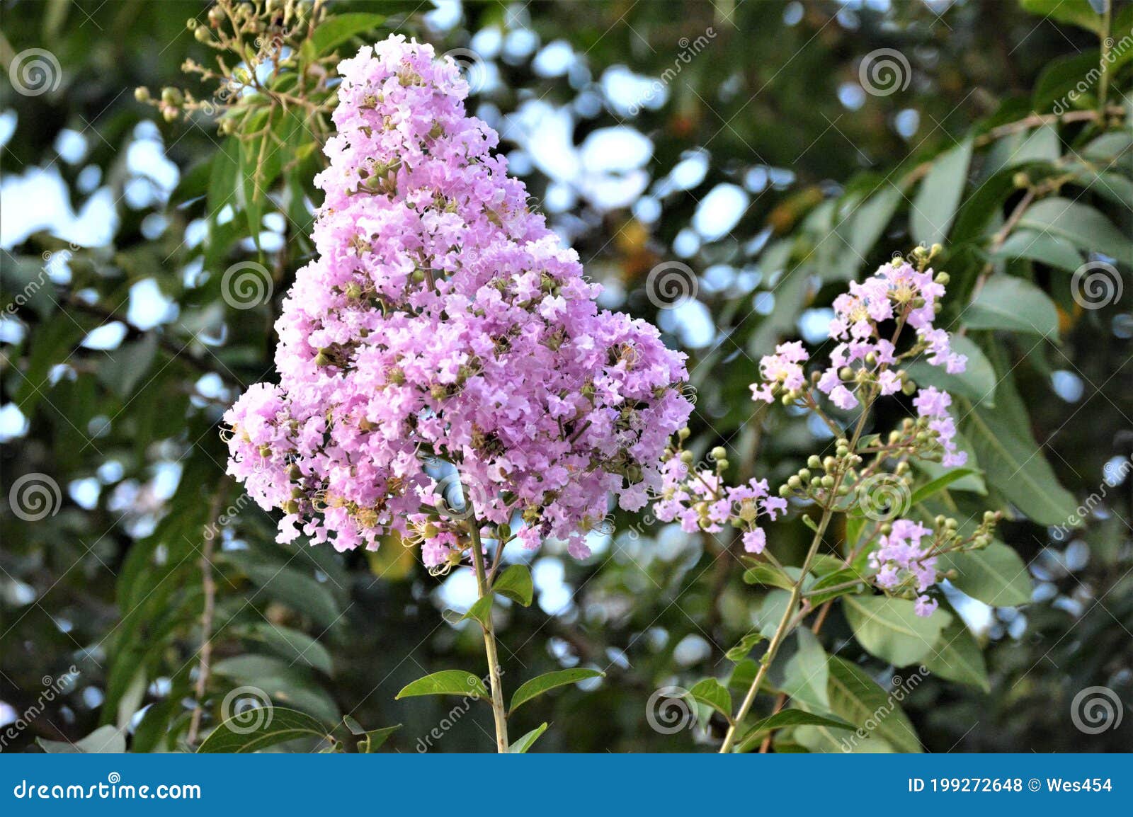Colorful Cluster of Flowers Forms a Cone Stock Photo - Image of form ...