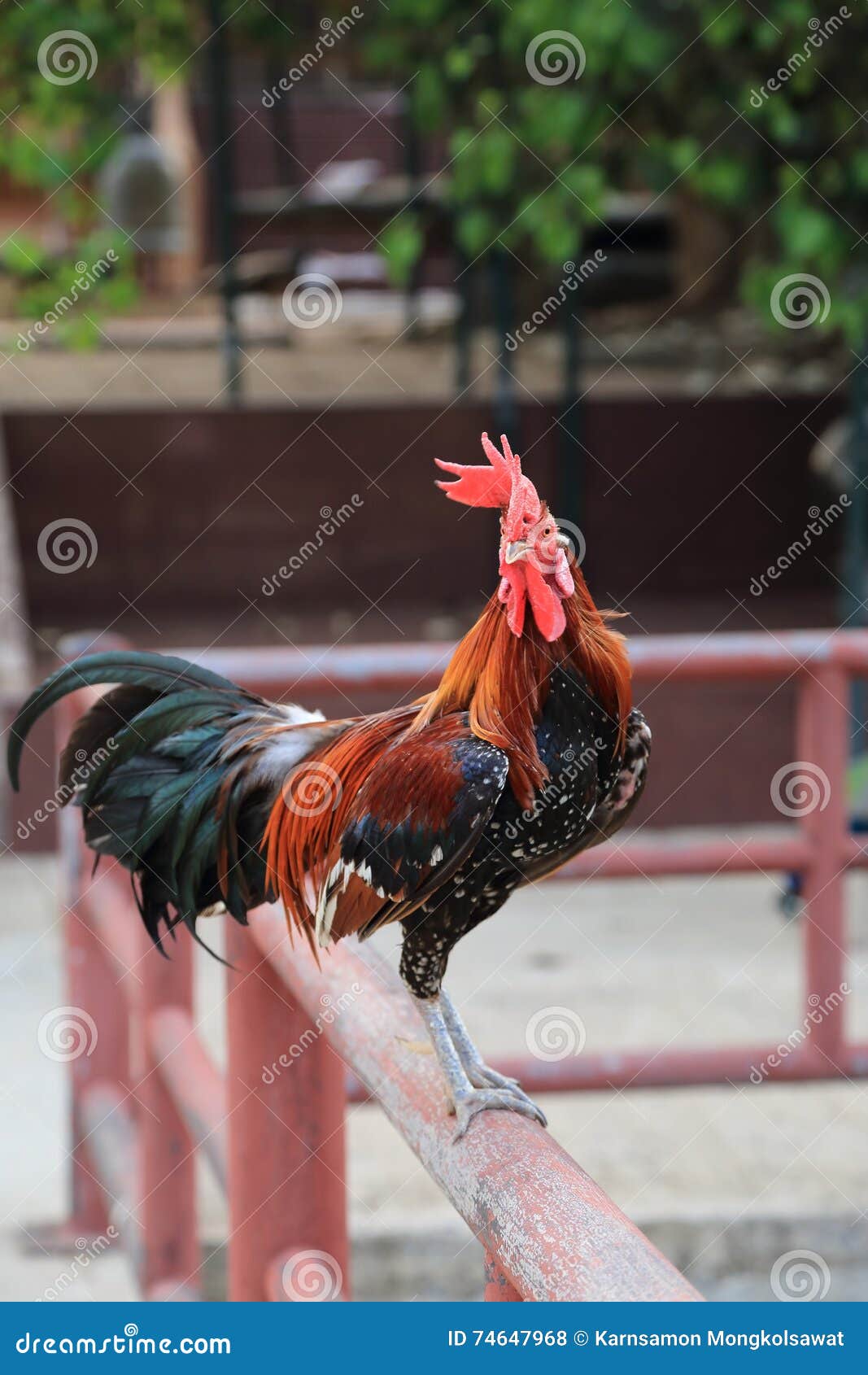 Colorful or Rooster Holding on Rail, Looking at Camera Stock Photo ...