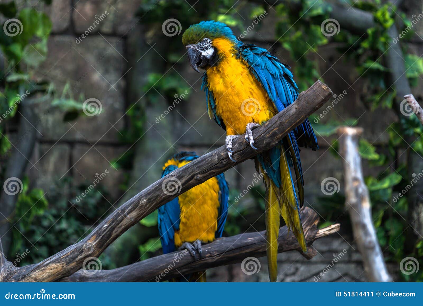 Colorful cockatoo parrot stock image. Image of orange - 51814411