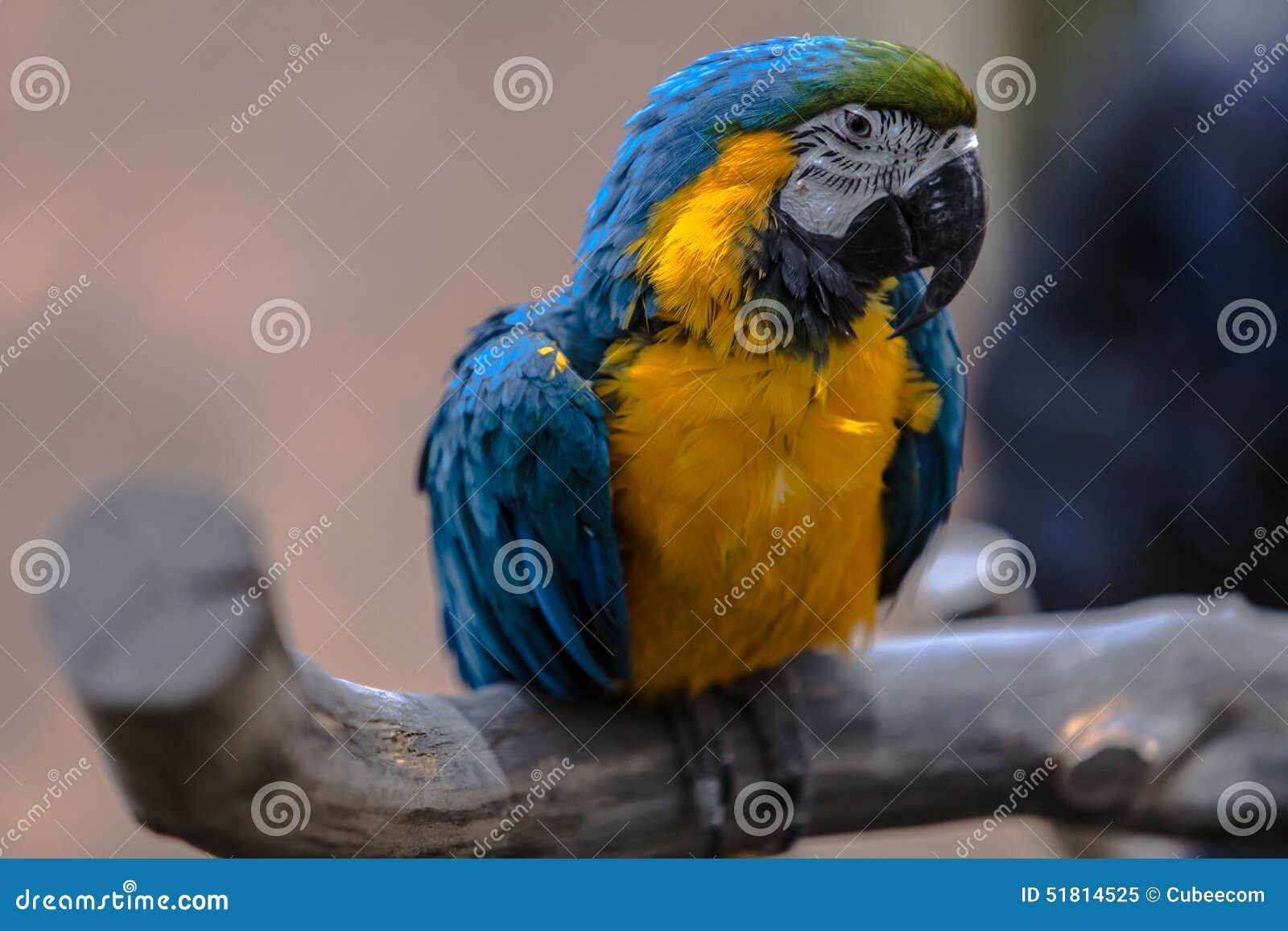 Colorful cockatoo parrot stock image. Image of exotic - 51814525