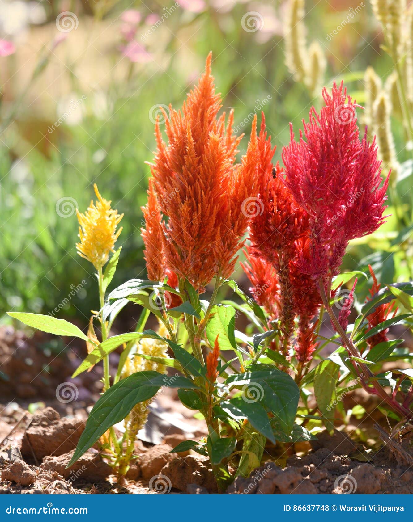 Colorful cockscomb flower stock photo. Image of colorful - 86637748