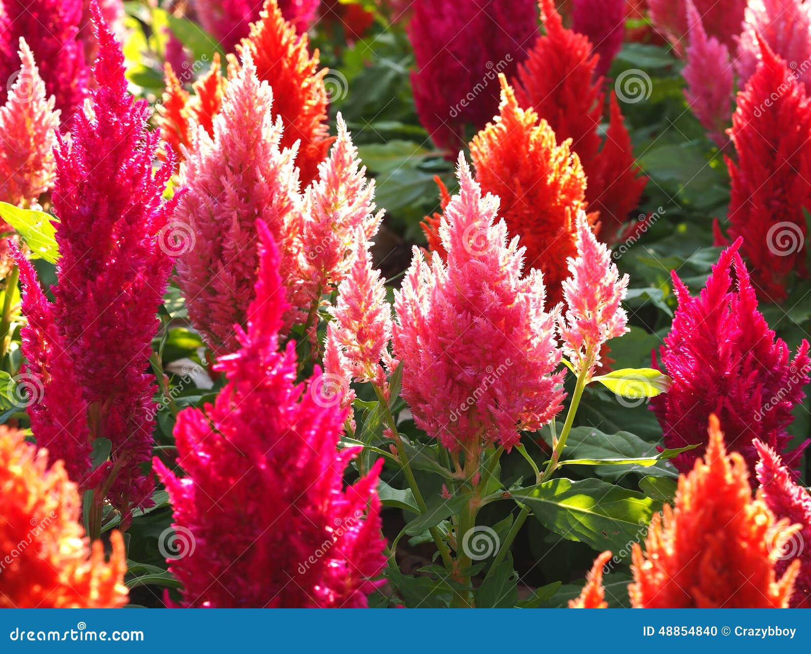 Colorful cockscomb flower stock photo. Image of color - 48854840