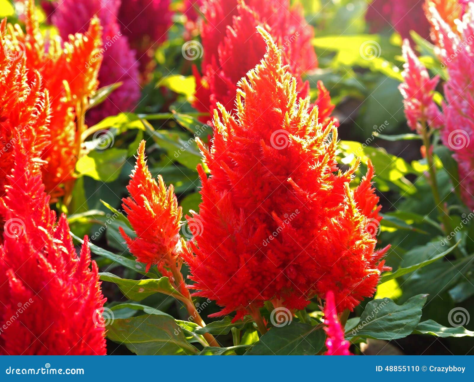 Colorful cockscomb flower stock photo. Image of growth - 48855110