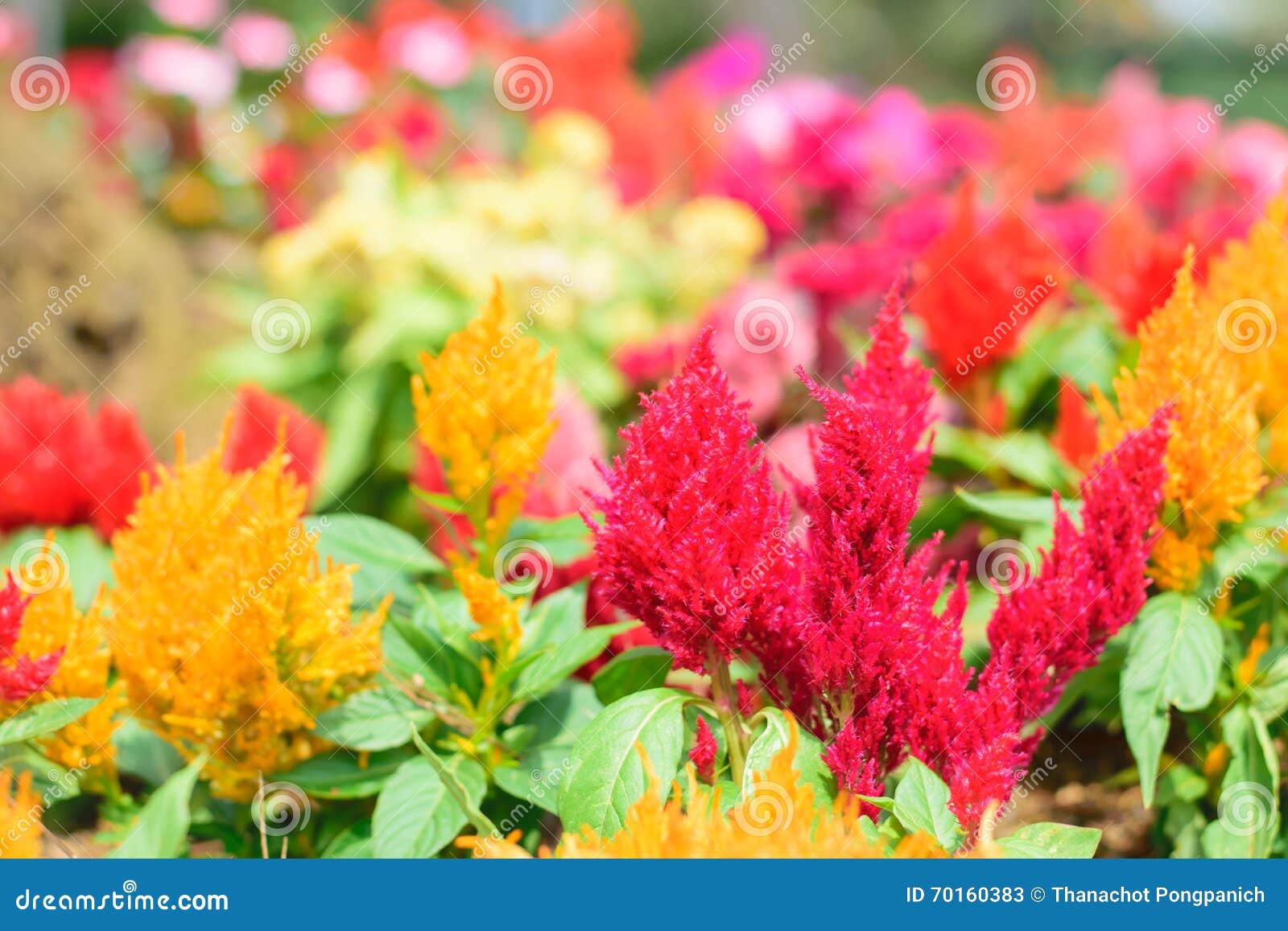 Colorful cockscomb flowers stock image. Image of freshness - 70160383