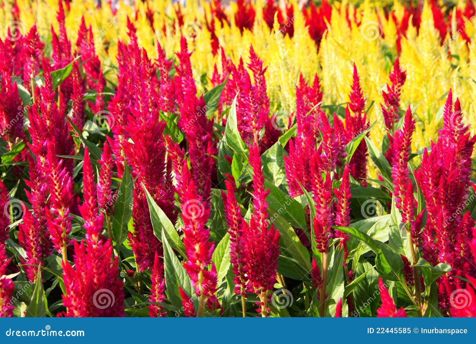 Colorful of Cockscomb in Garden Stock Image - Image of flower ...