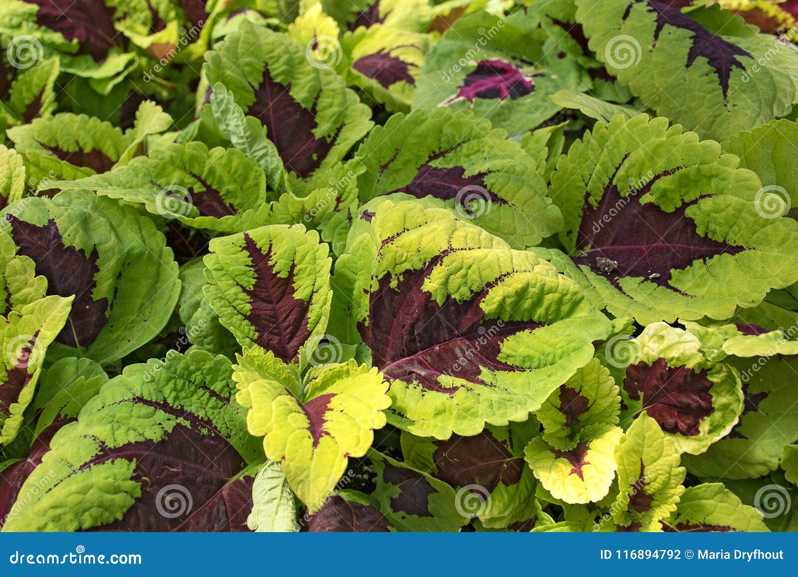 Colorful coleus plant leaf stock photo. Image of leaf - 116894792