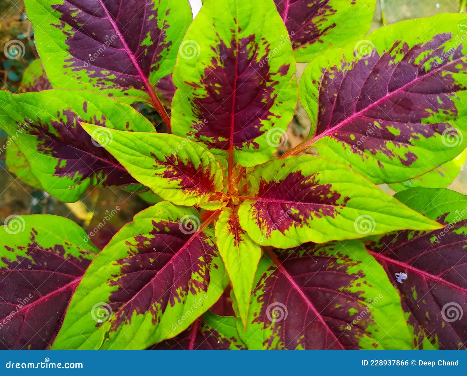 Colorful Coleus Plant Leaves Stock Photo - Image of ornamental, botany ...