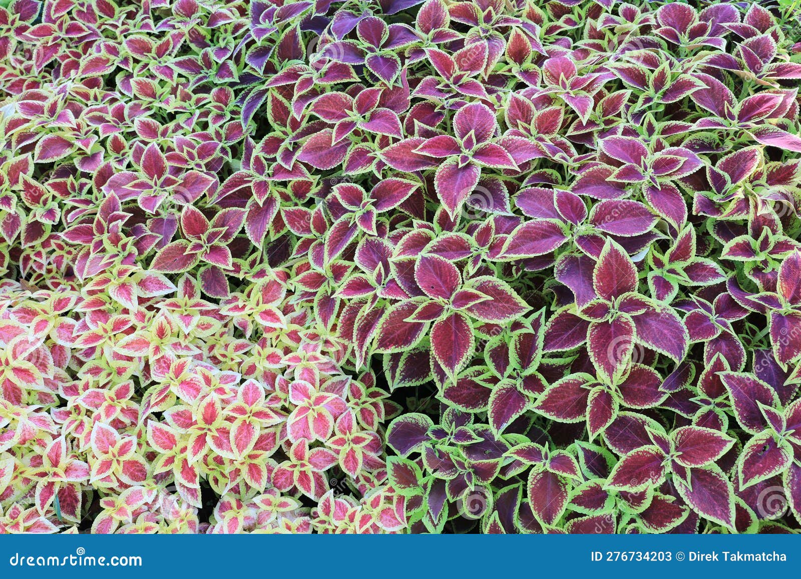Colorful Coleus Plant In Red And Variegated Red-yellow Leaves Royalty ...