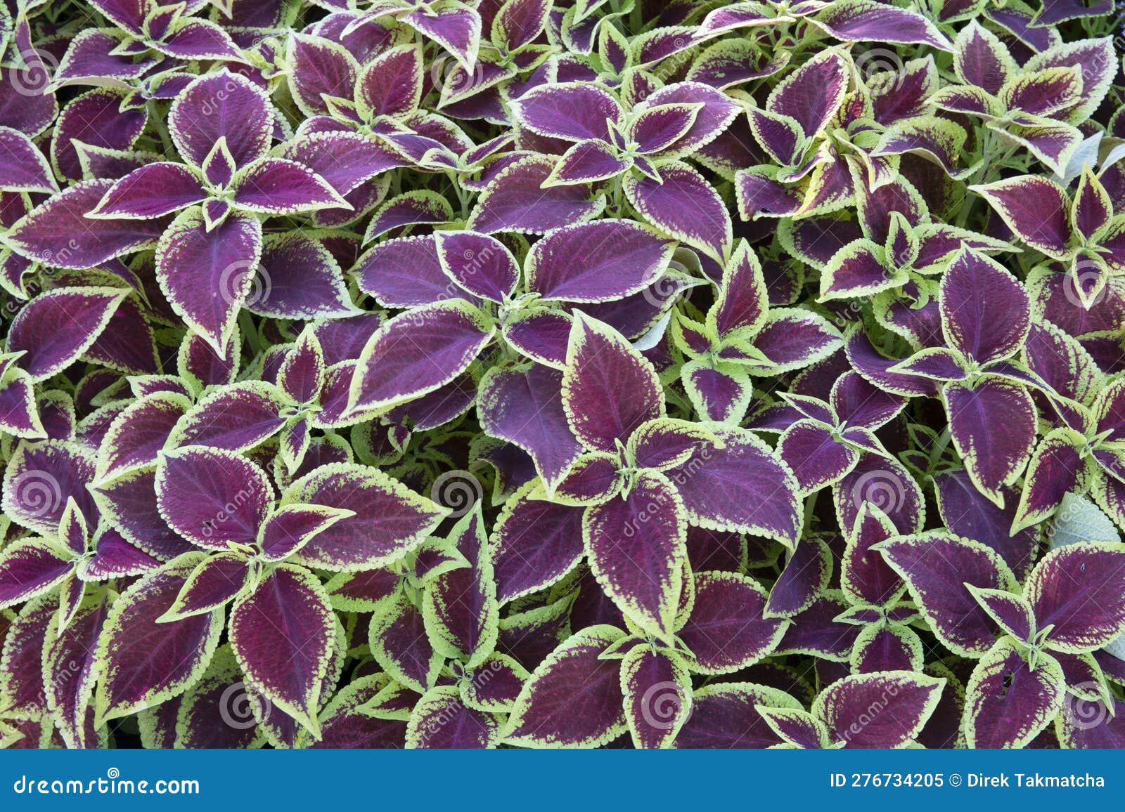 Colorful Coleus Plant or Painted Nettle Plant Stock Image - Image of ...
