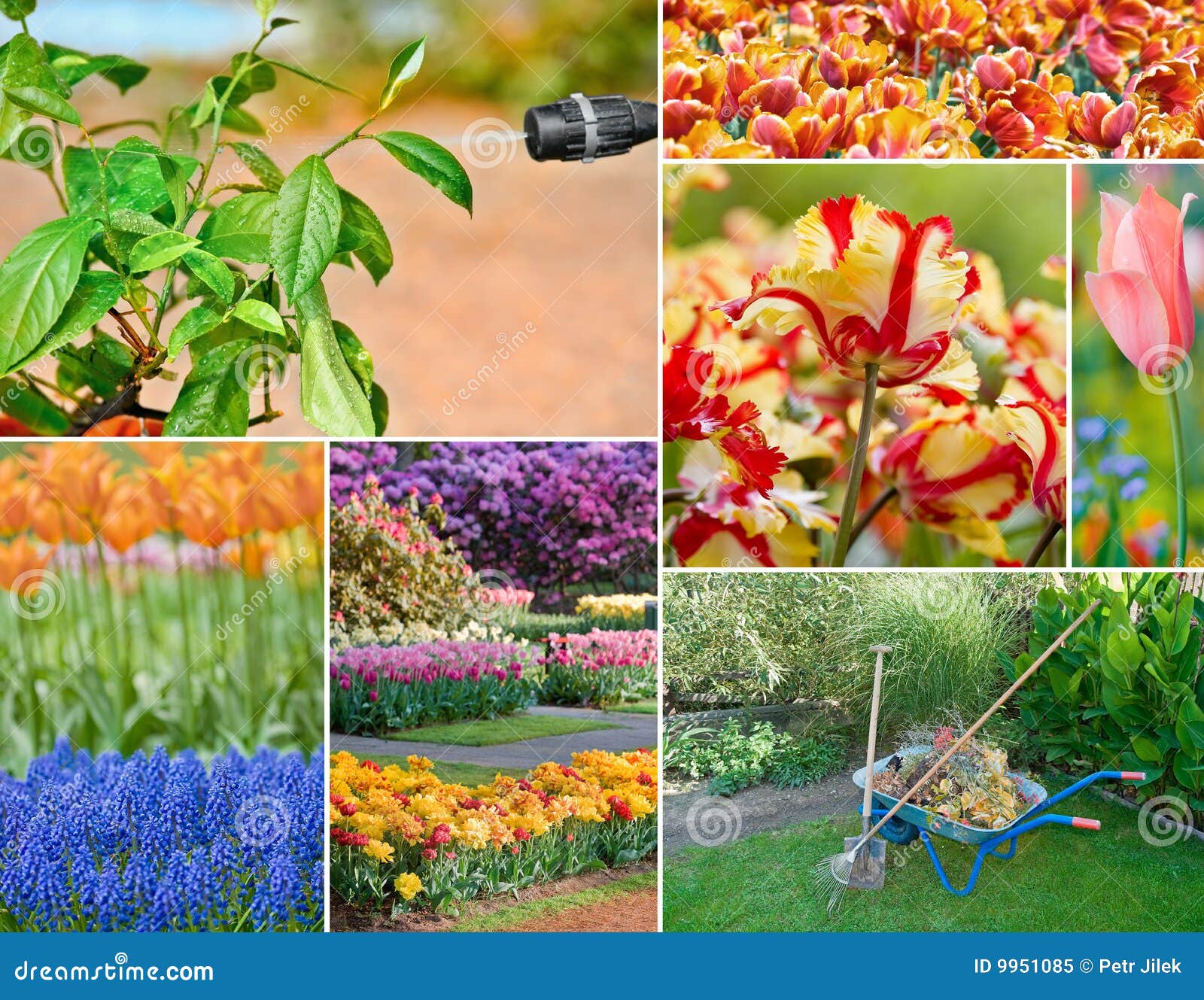 Colorful Collage of Flowers Stock Image - Image of floral, petals: 9951085