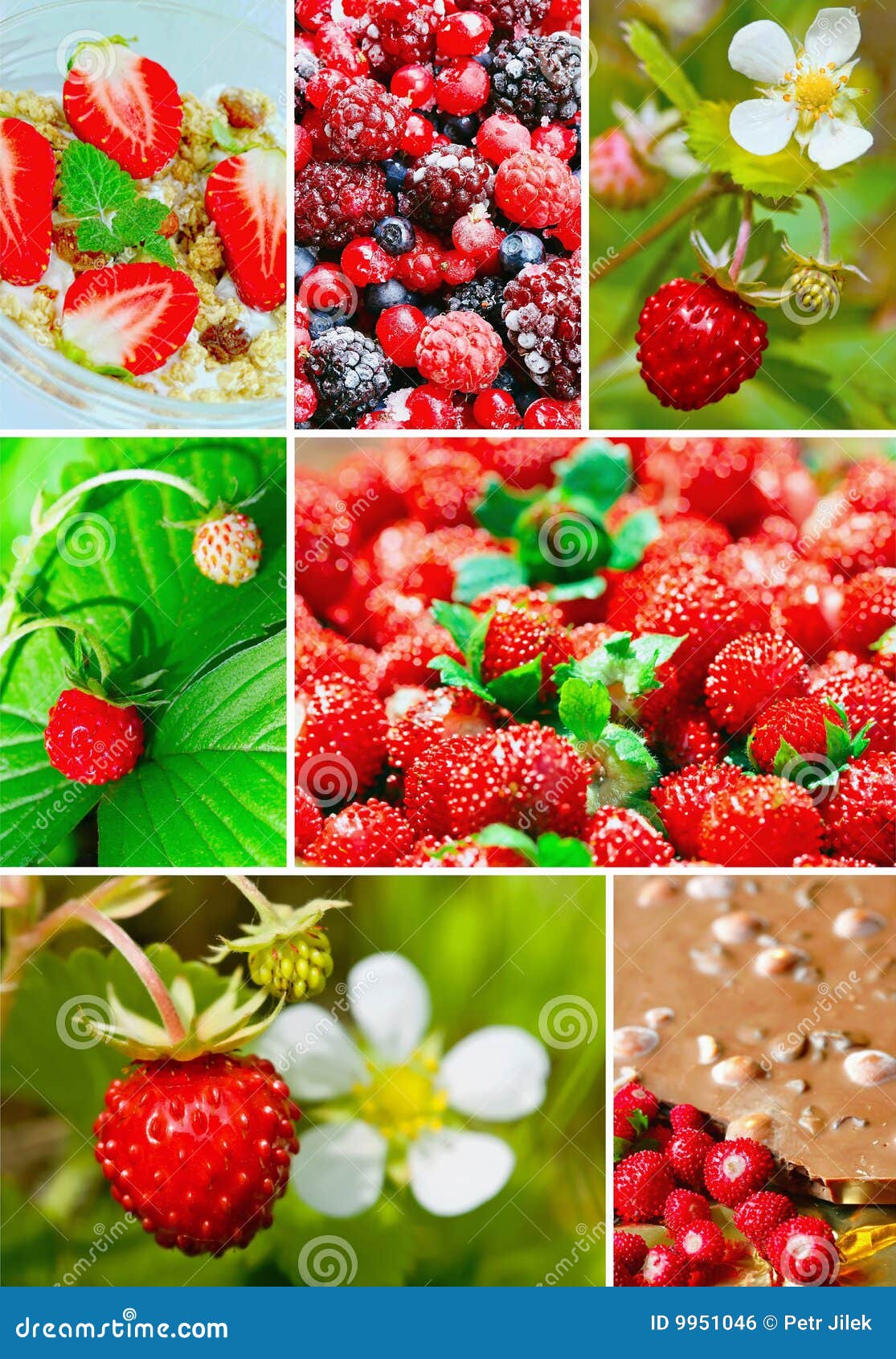 Colorful Collage Strawberry Stock Photo - Image of happy, healthy: 9951046