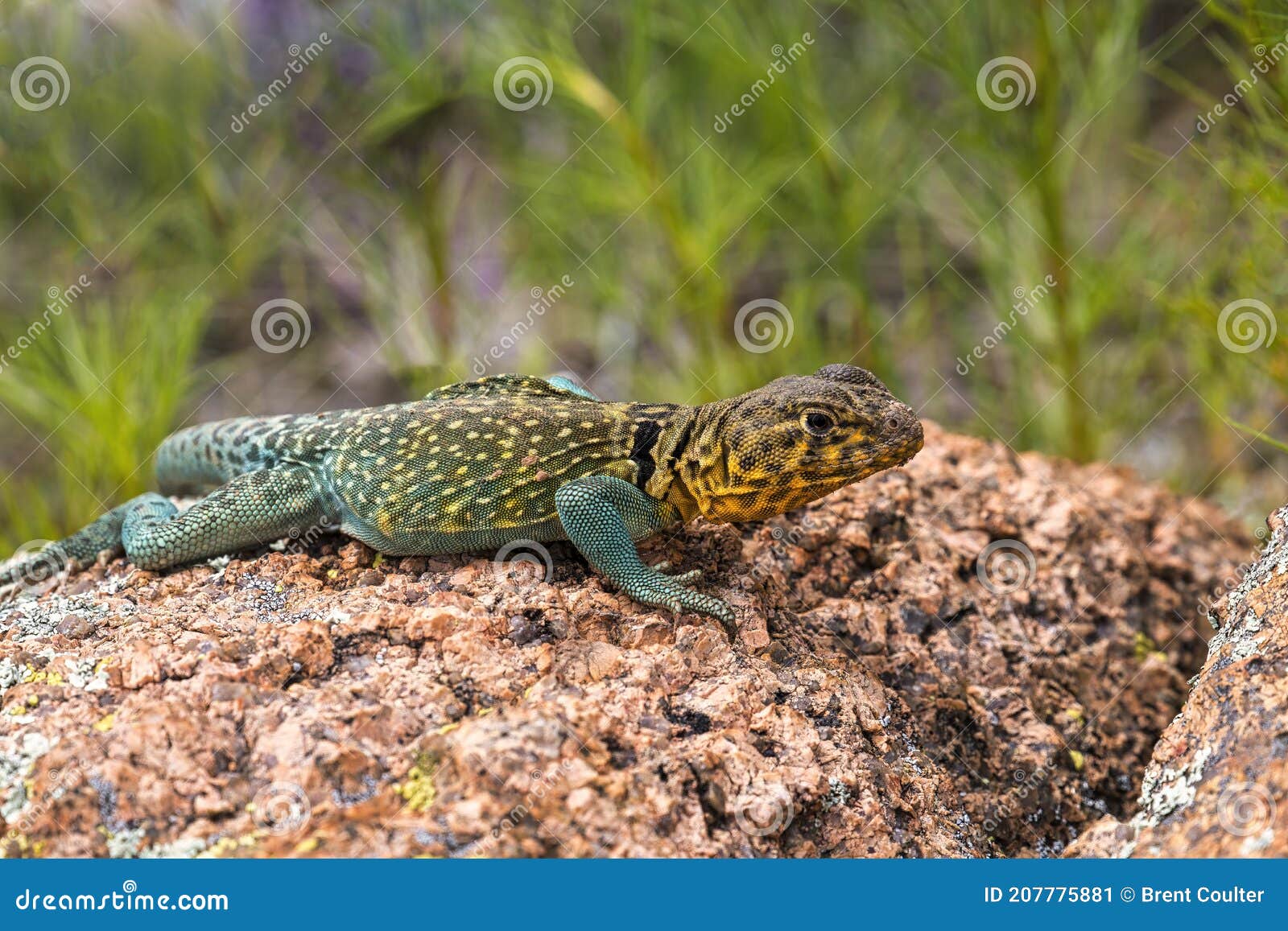 Colorful Collard Lizard stock image. Image of desert - 207775881