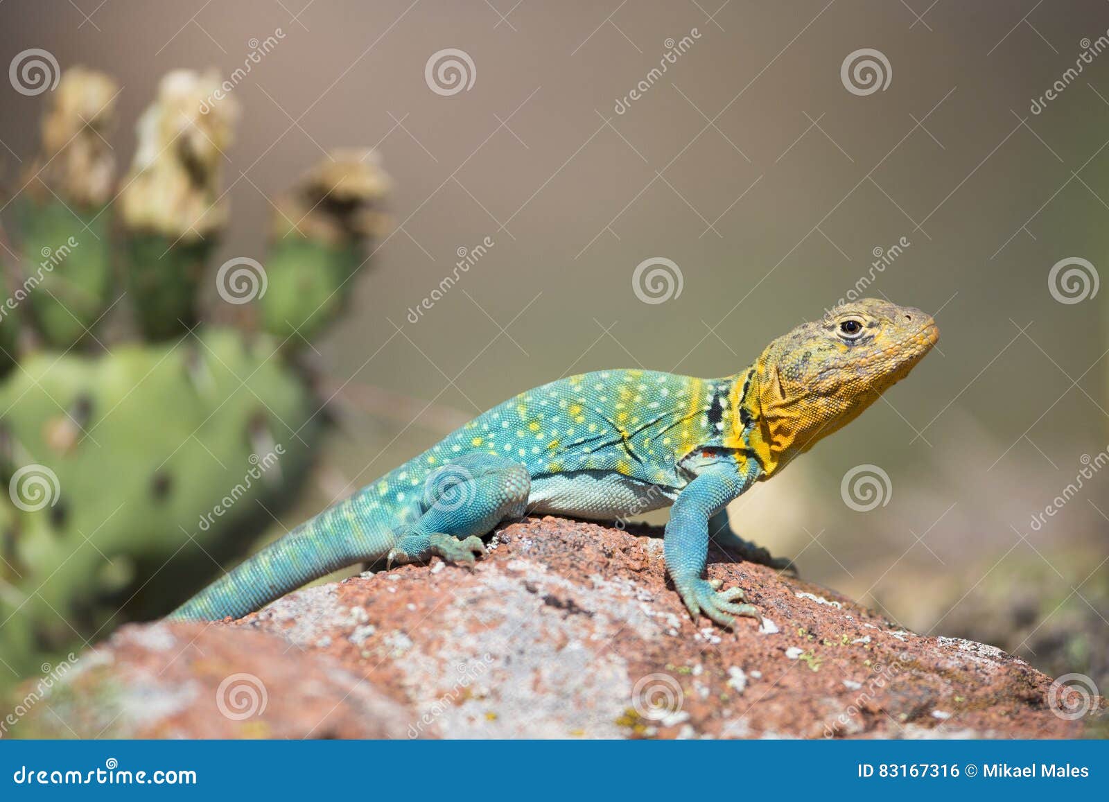 Colorful collared lizard stock photo. Image of peek, oklahoma - 83167316