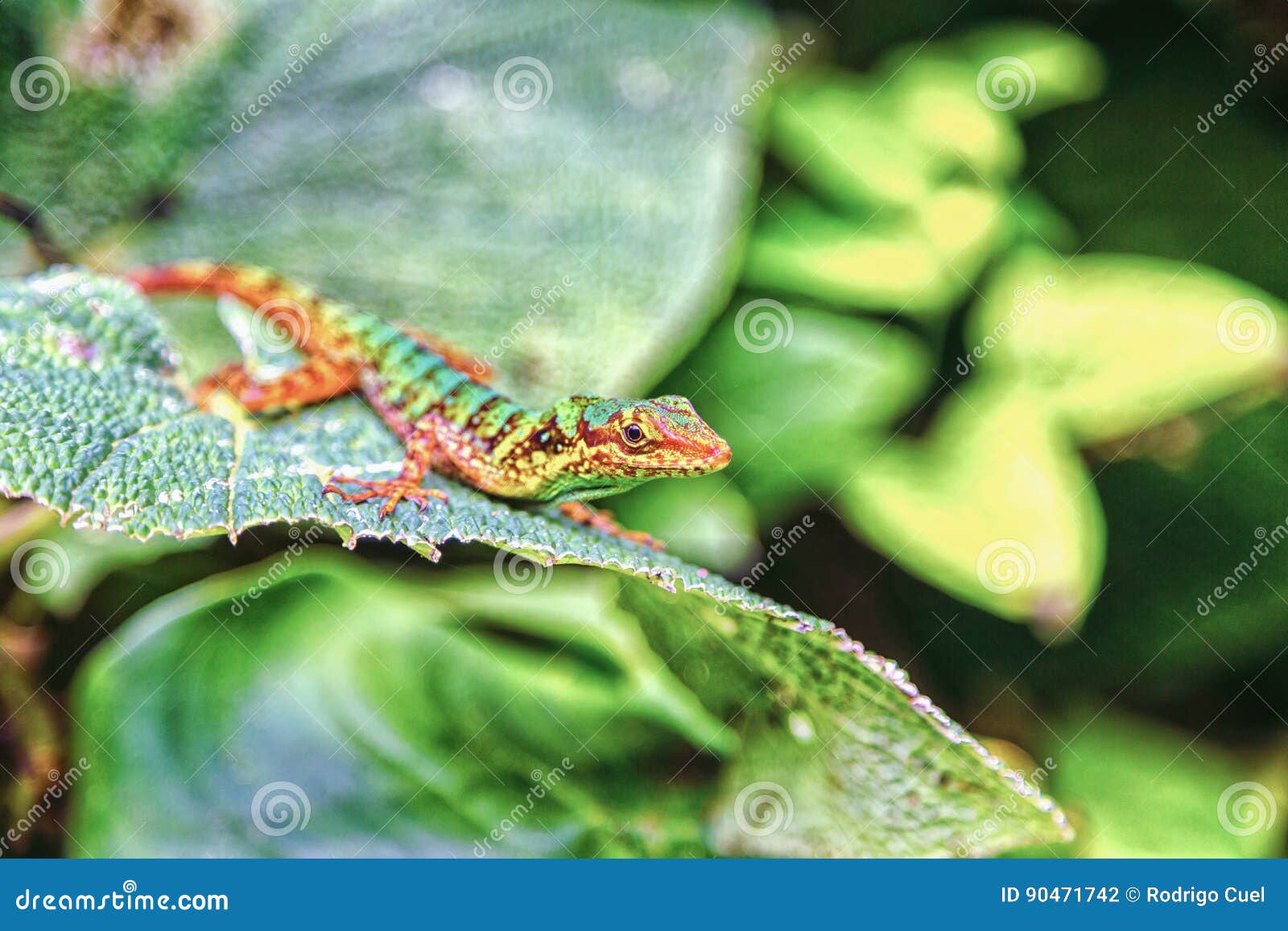 Colorful Colombian Lizard stock photo. Image of small - 90471742