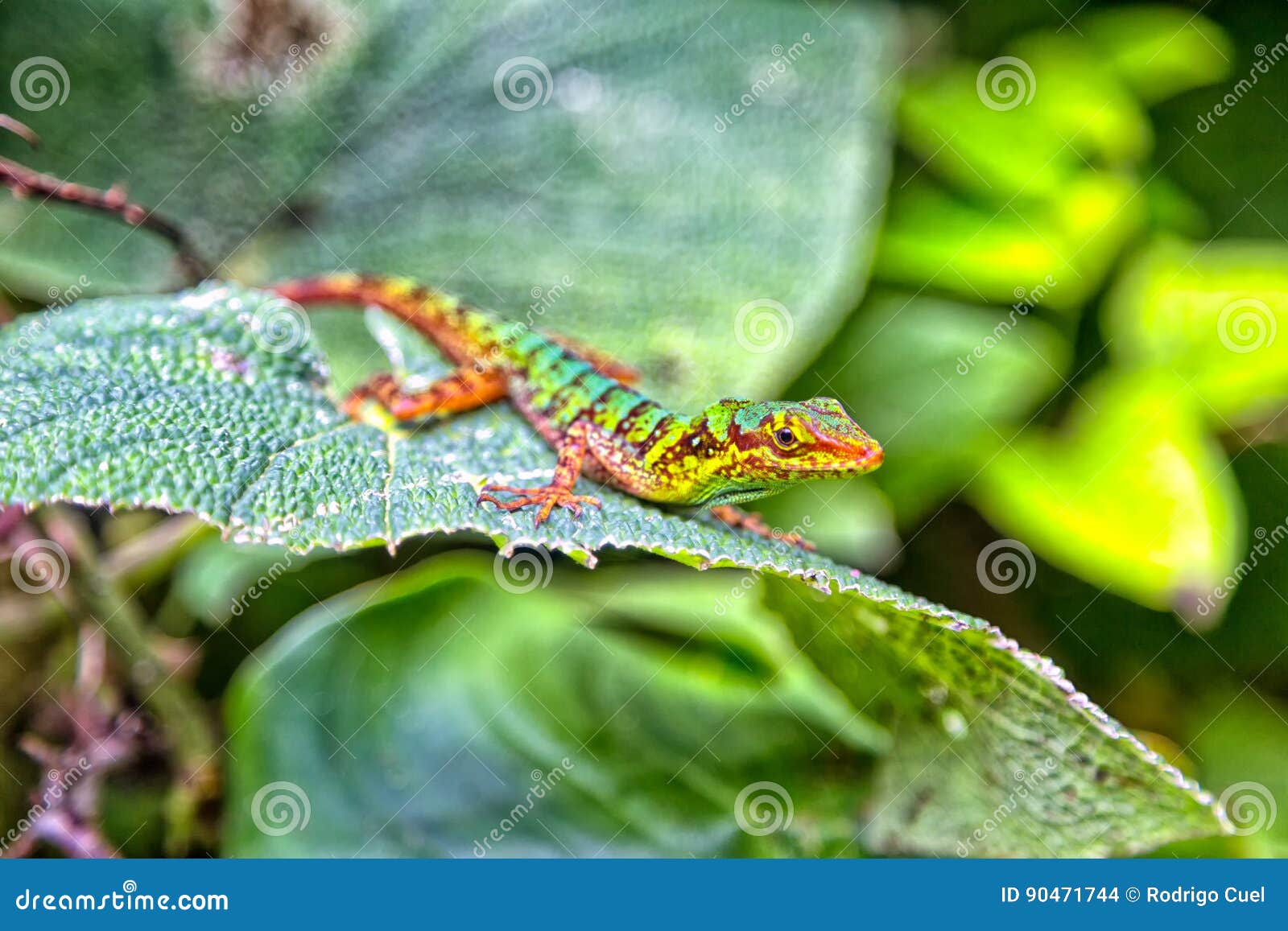 Colorful Colombian Lizard stock photo. Image of lizard - 90471744