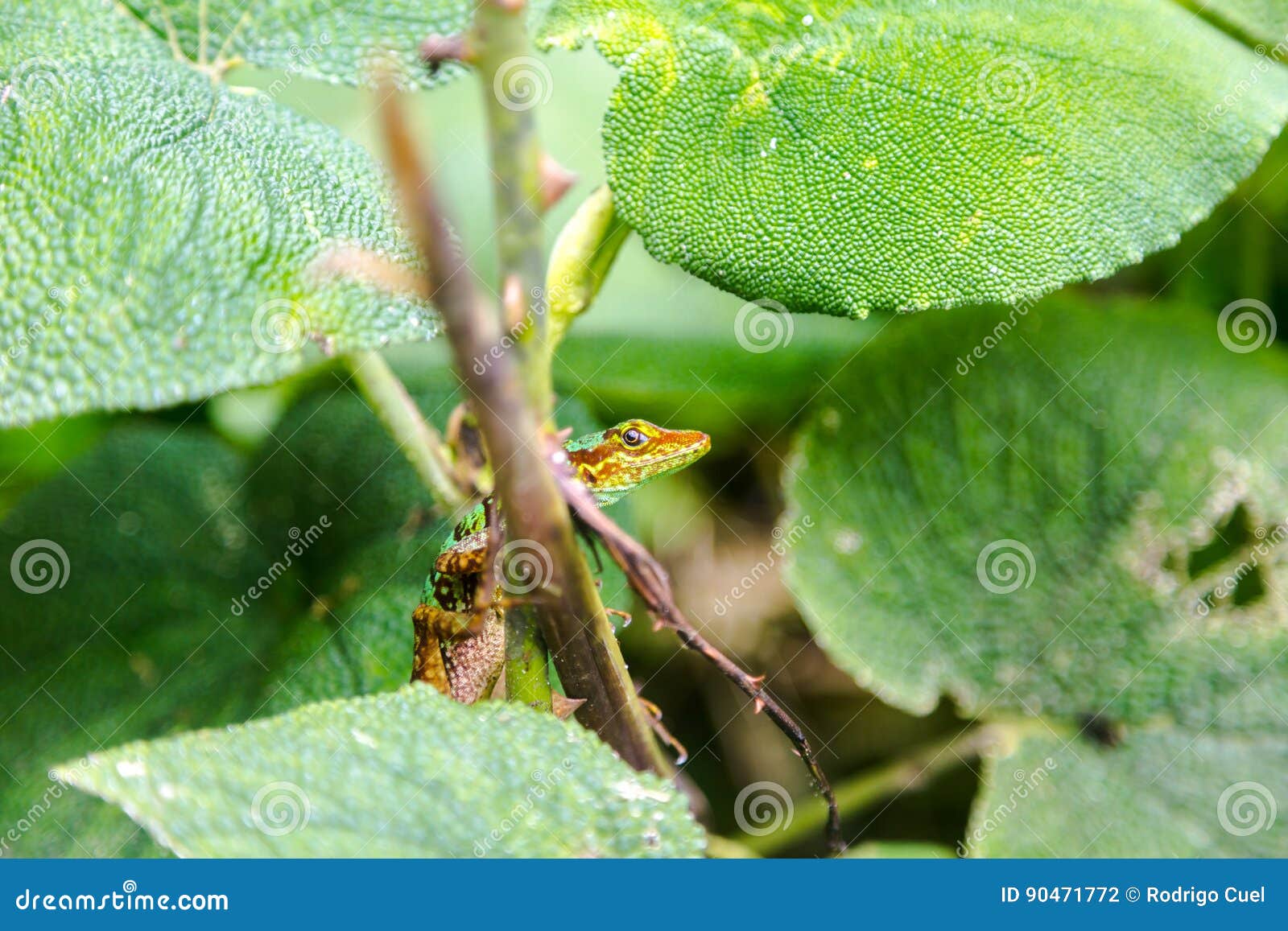 Colorful Colombian Lizard stock photo. Image of macro - 90471772