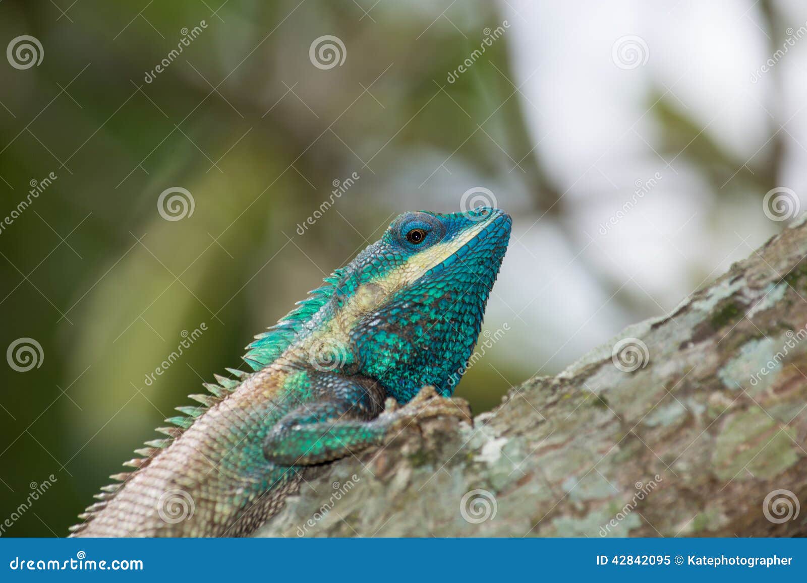 Colorful Color of Gecko on Tree Branch. Stock Image - Image of blue ...