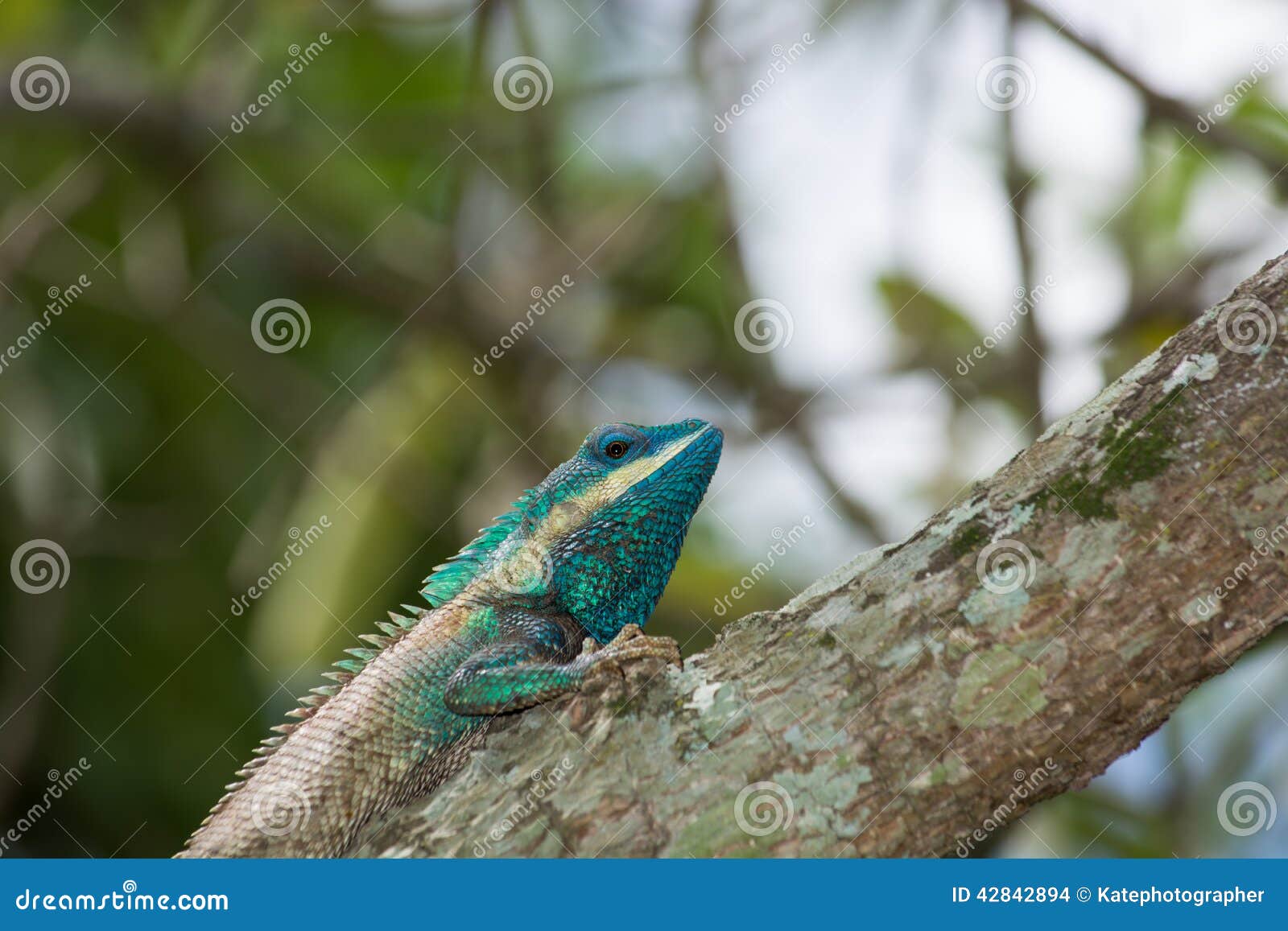 Colorful Color of Gecko on Tree Branch. Stock Photo - Image of crawling ...