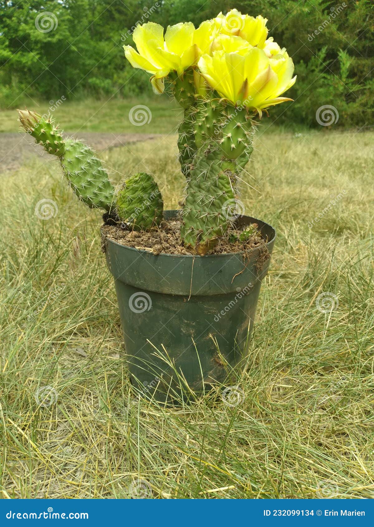 Colorful Colorado Cacti stock photo. Image of leaf, wildflower - 232099134