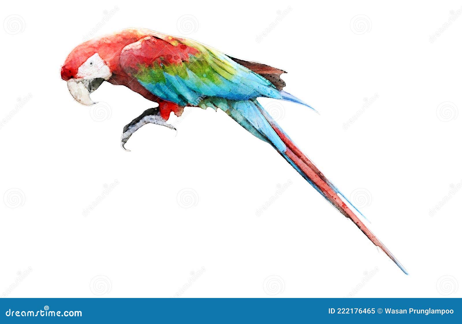Colorful Colorwater Drawing Macaw Bird Background Stock Illustration ...