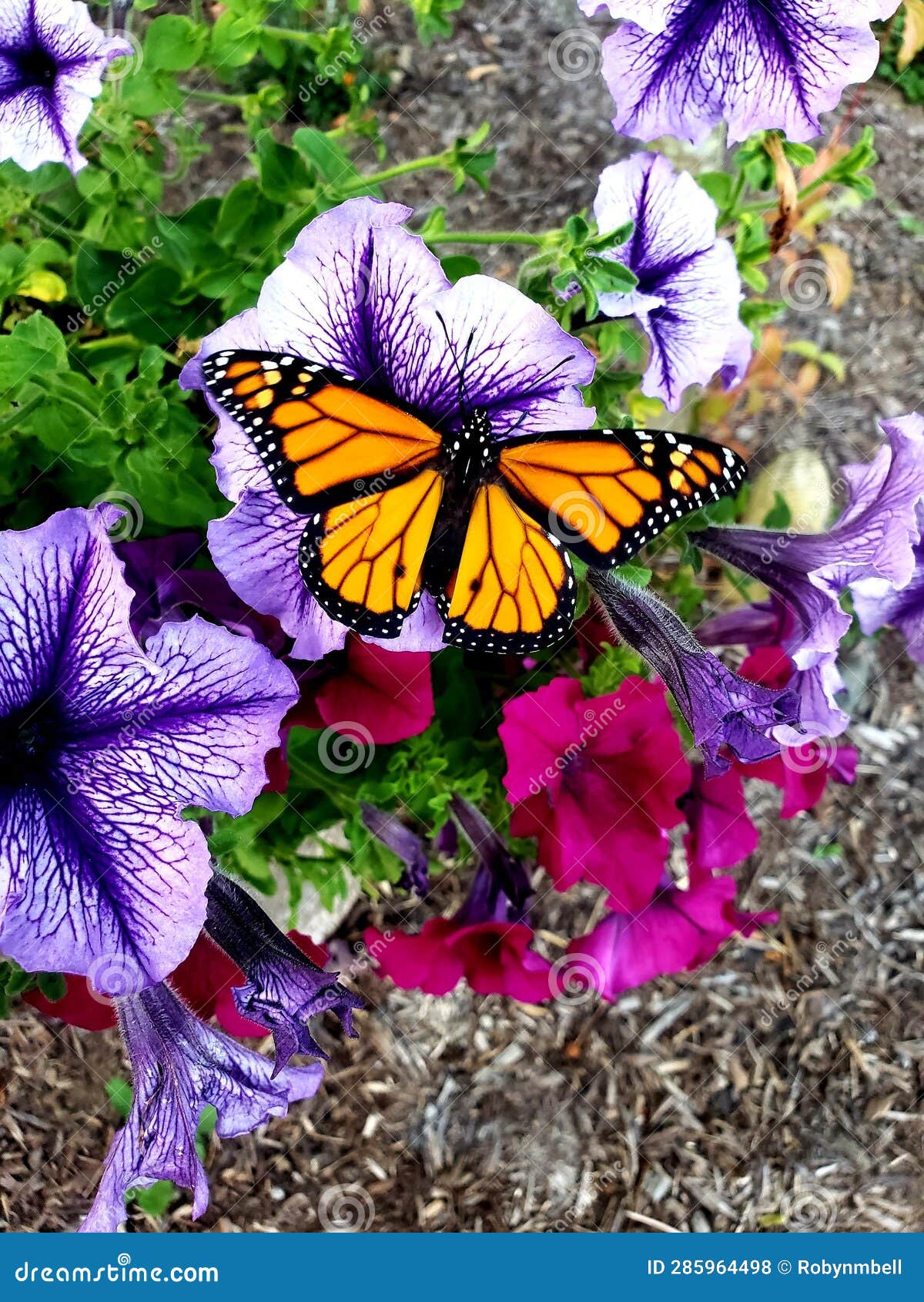 Colorful Combo stock photo. Image of flowers, monarch - 285964498