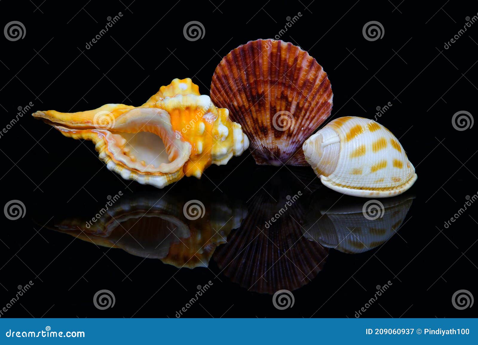 Colorful Common Conch and Brown Cockle Shells on Dark Background Stock ...
