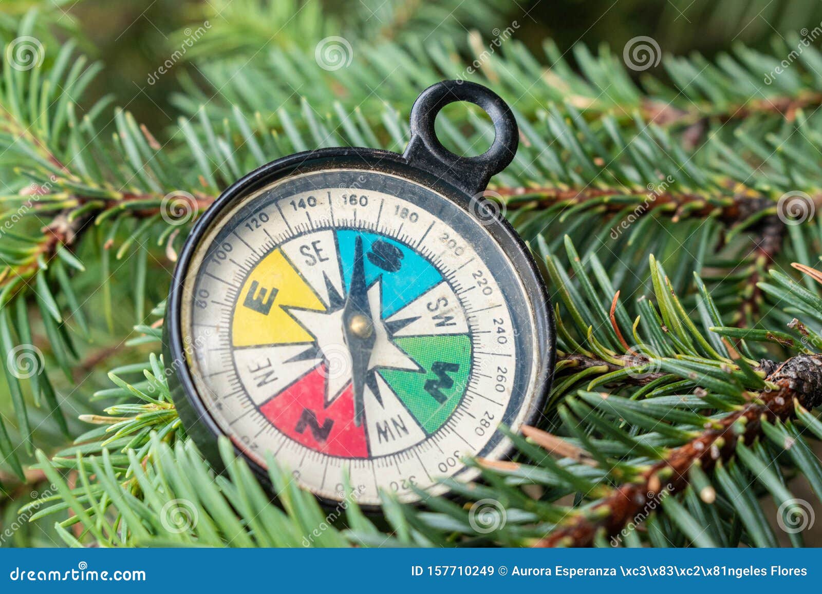 Colorful Compass on the Branches of a Pine Tree Stock Image - Image of ...