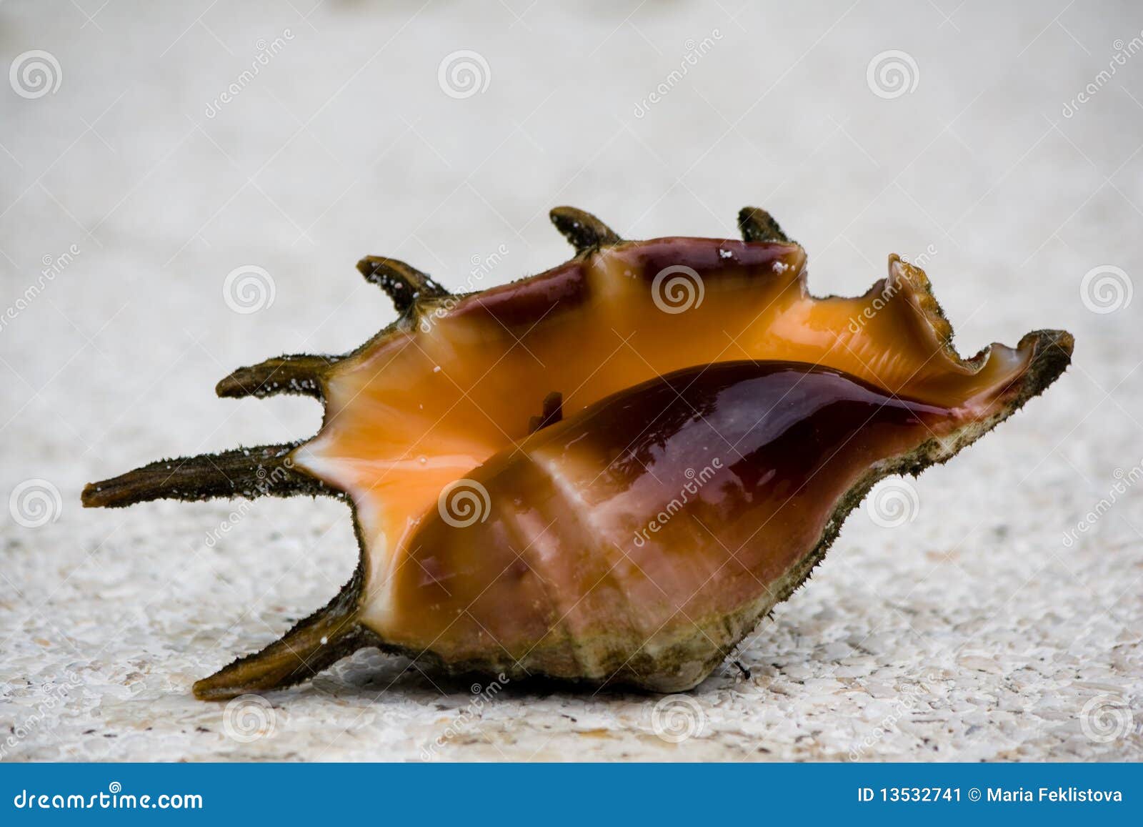 Colorful conch stock image. Image of pink, animal, coral - 13532741