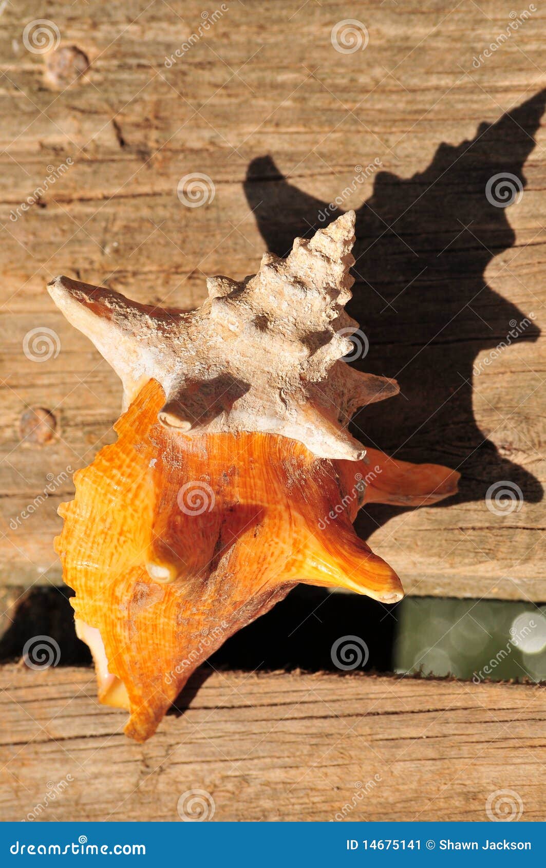 Colorful conch shell stock image. Image of shell, water - 14675141