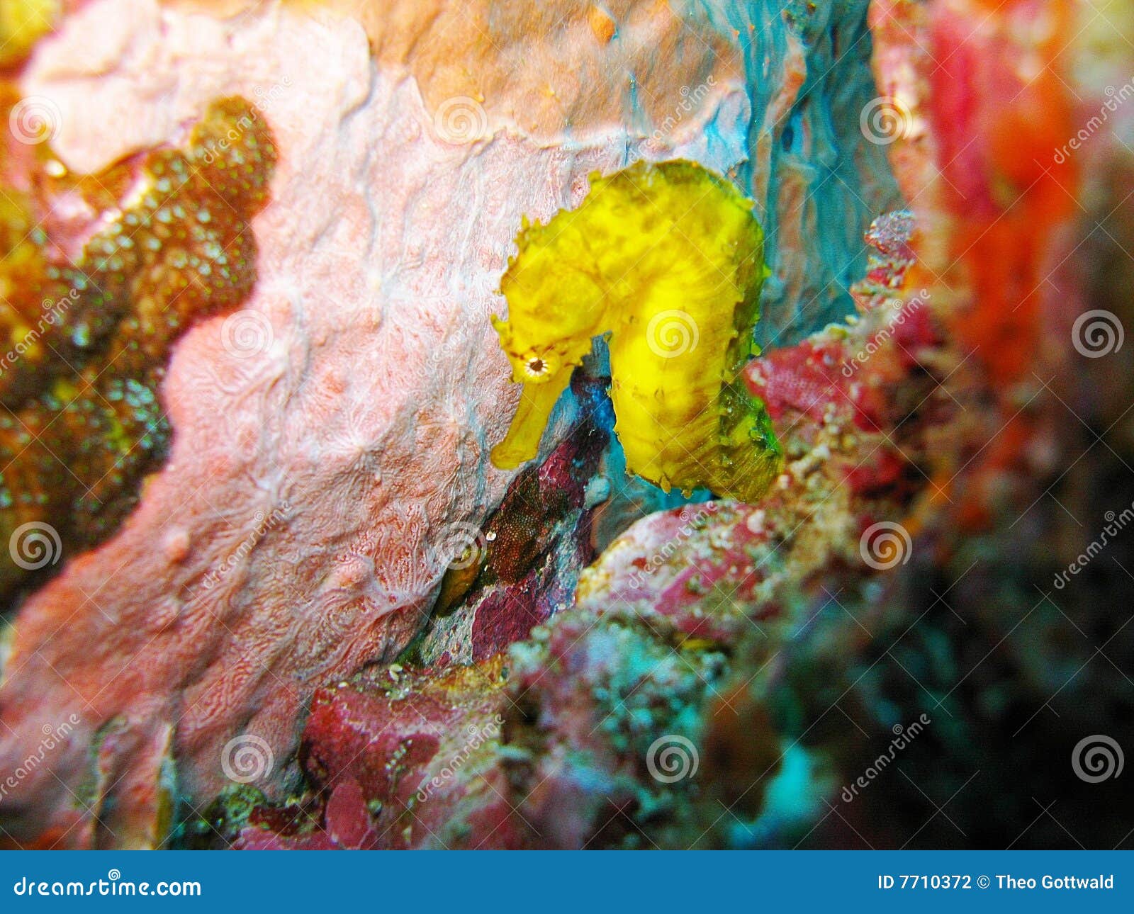 Colorful Coral In Reef Aquarium Tank Royalty-Free Stock Photography ...