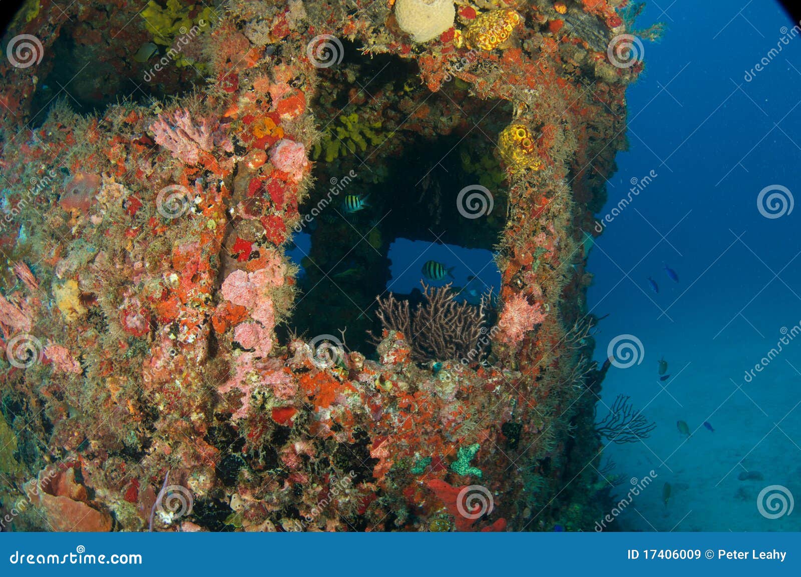 Colorful Coral Encrustation Stock Image - Image of florida, encrusted ...