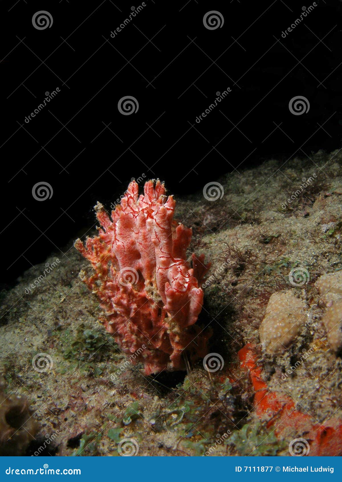 Colorful Coral at night stock image. Image of barrel, caribbean - 7111877