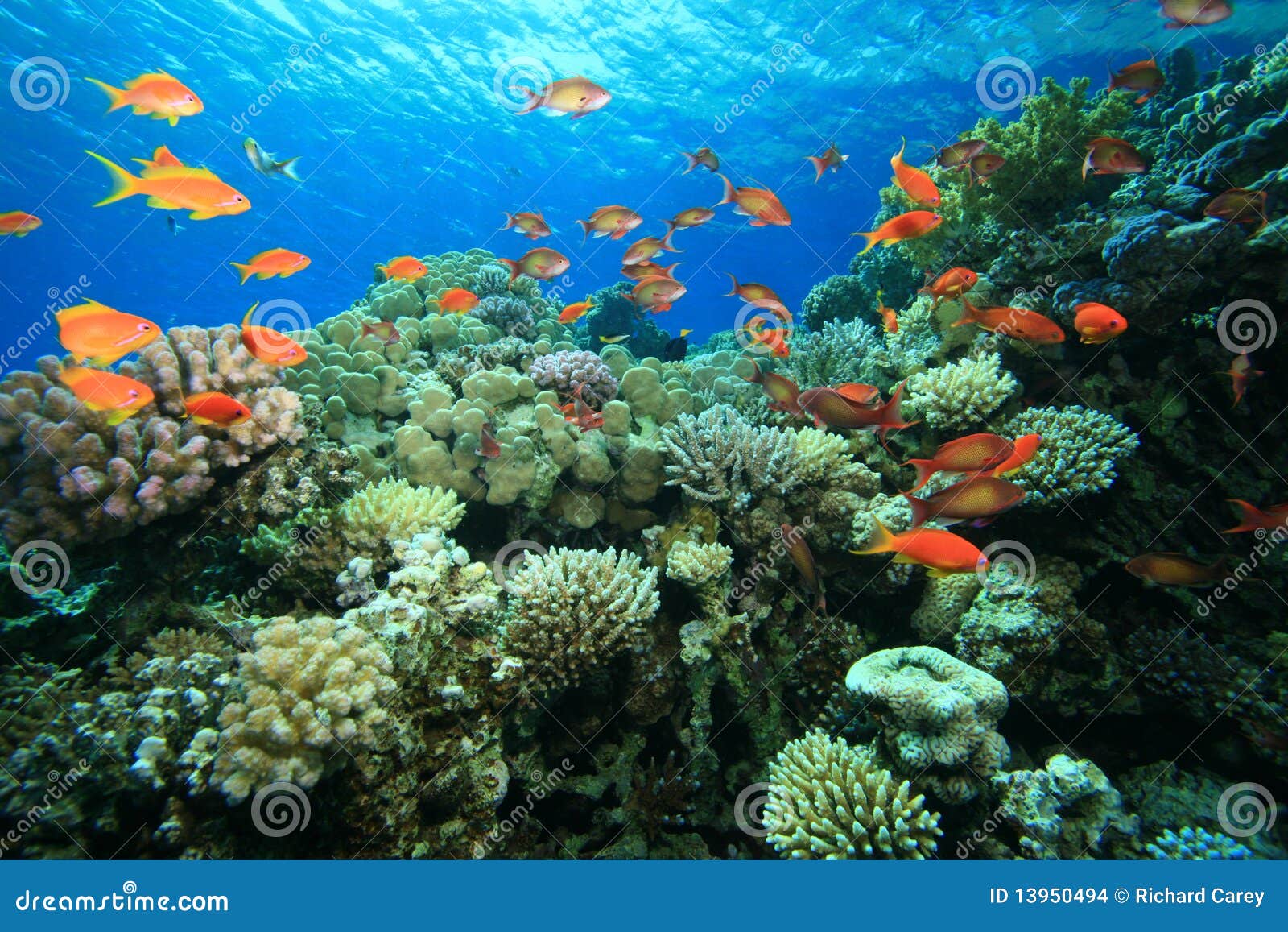 Colorful Coral Reef stock photo. Image of nature, reef - 13950494