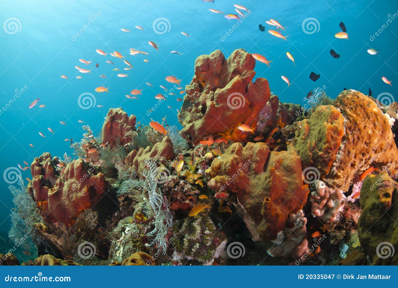 Colorful coral reef stock image. Image of bright, nature - 20335047