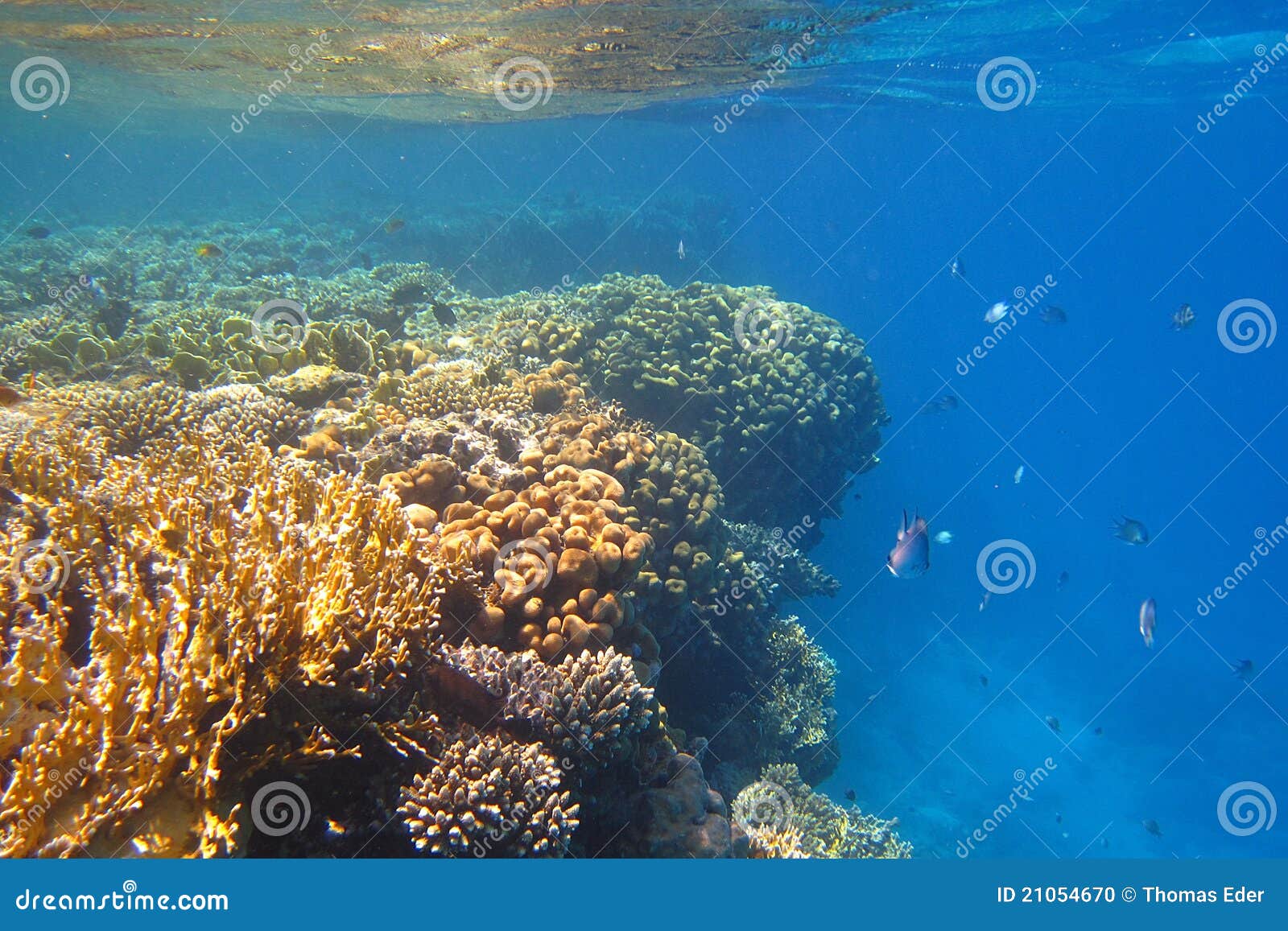 Colorful coral reef stock photo. Image of seascape, space - 21054670